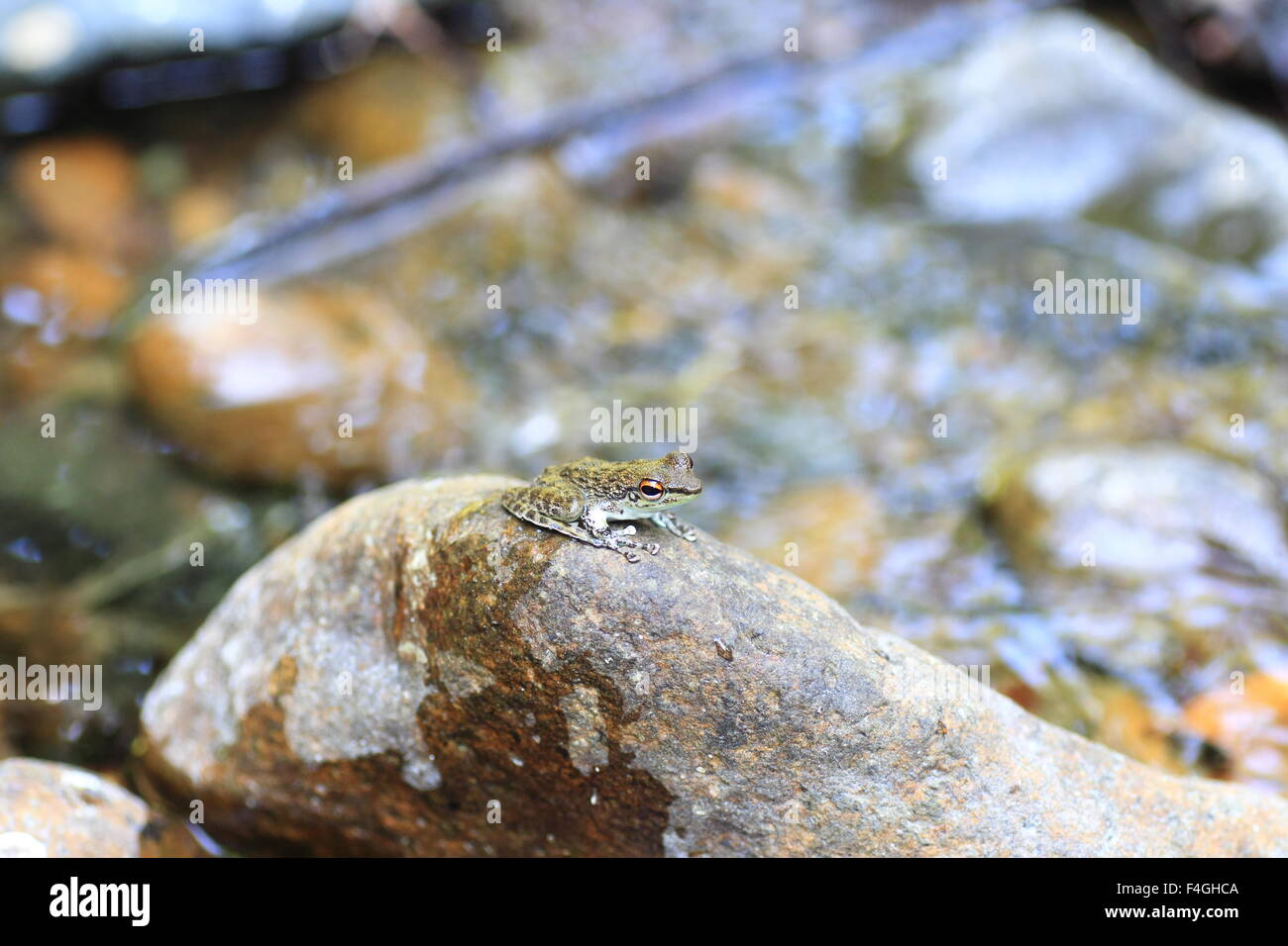 Palawan Wood Frog (Rana sanguinea) in Palawan Island, Philippines Stock ...