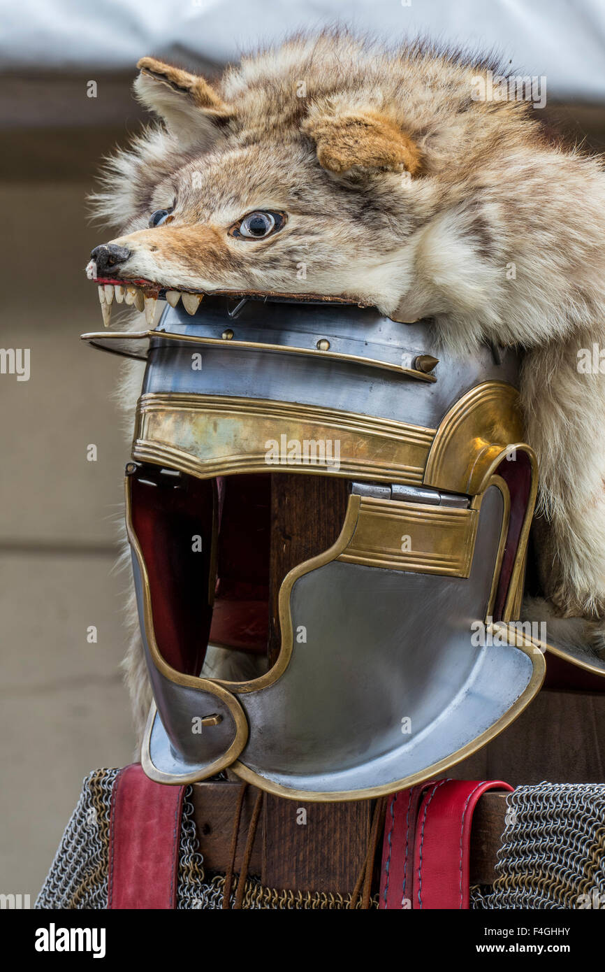 Helmet with Wolfskin from a Roman Cornicen (Hornblower) on a Roman ...