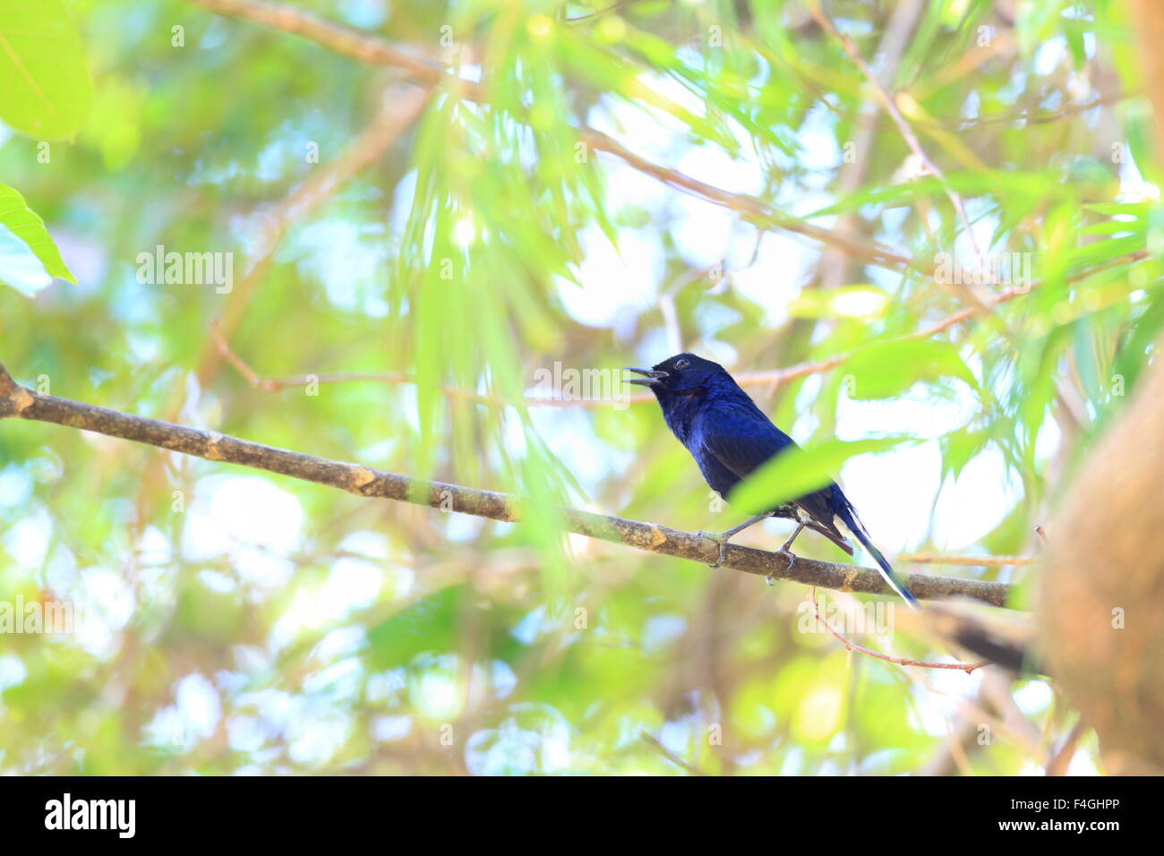 White-vented Shama (Copsychus niger) in Palawan Island, Philippines ...