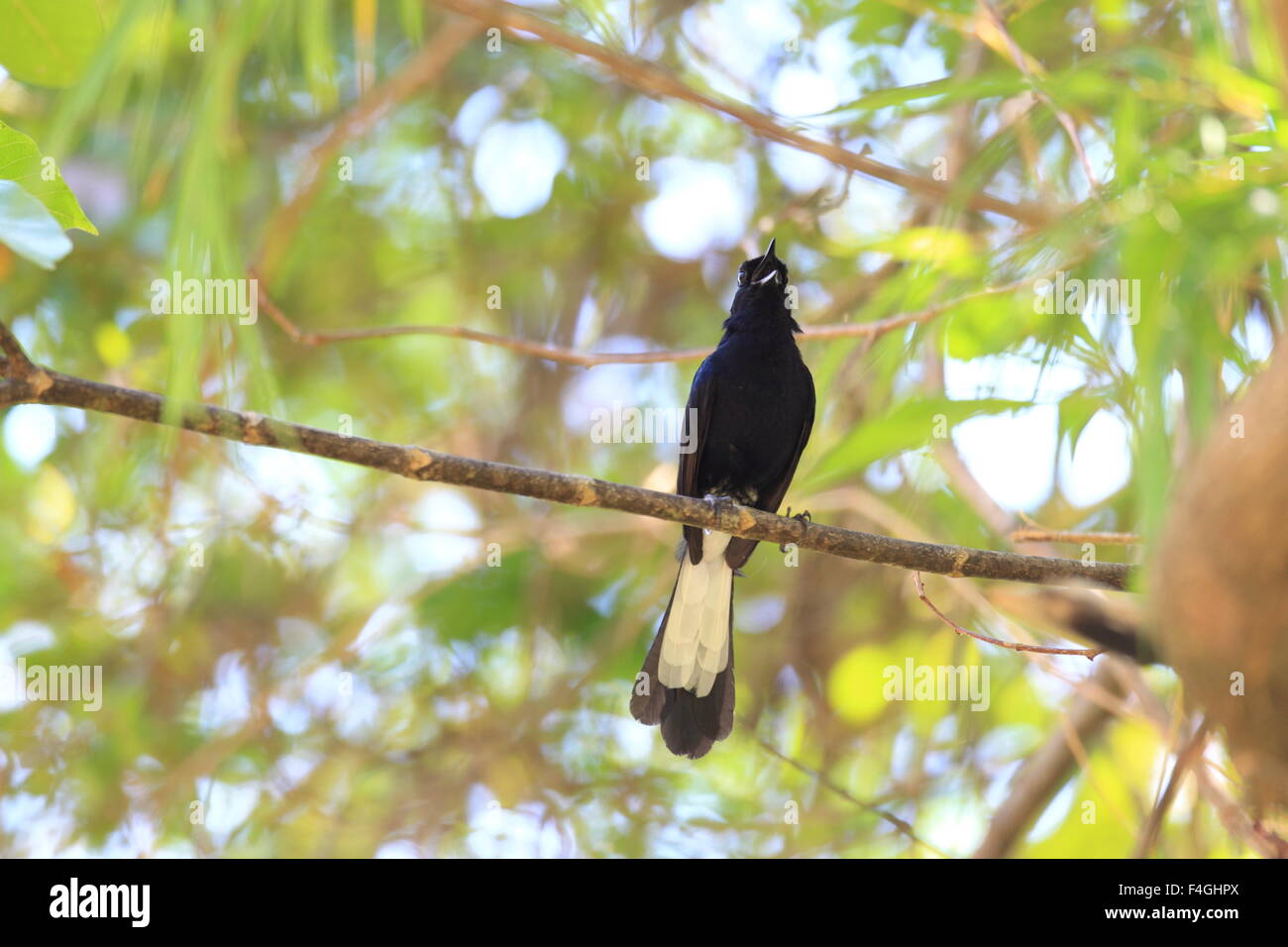 White-vented Shama (Copsychus niger) in Palawan Island, Philippines ...