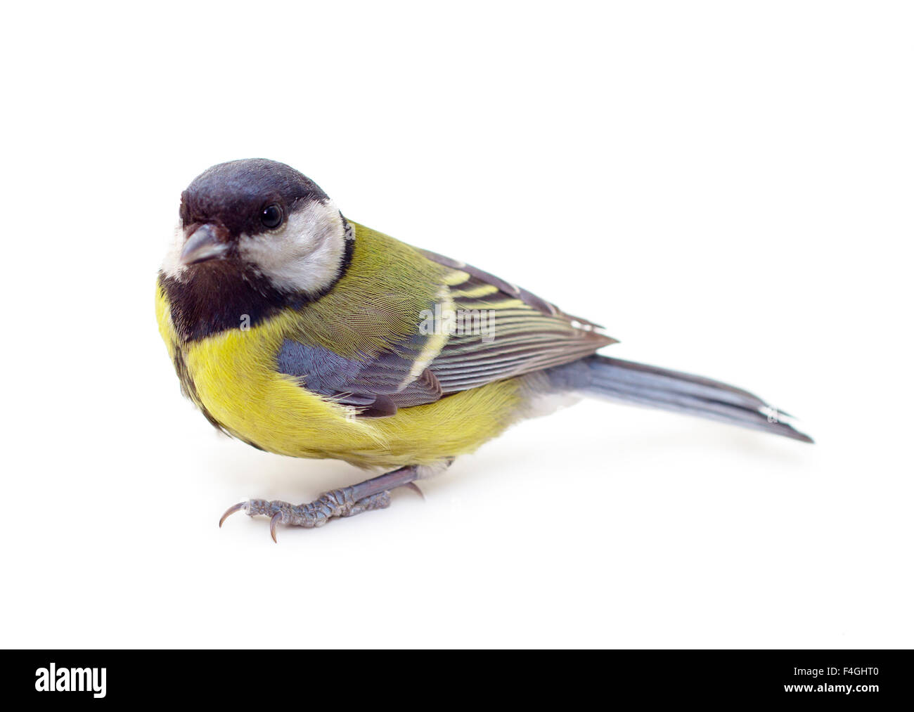 Great Tit Parus major of white background Stock Photo - Alamy