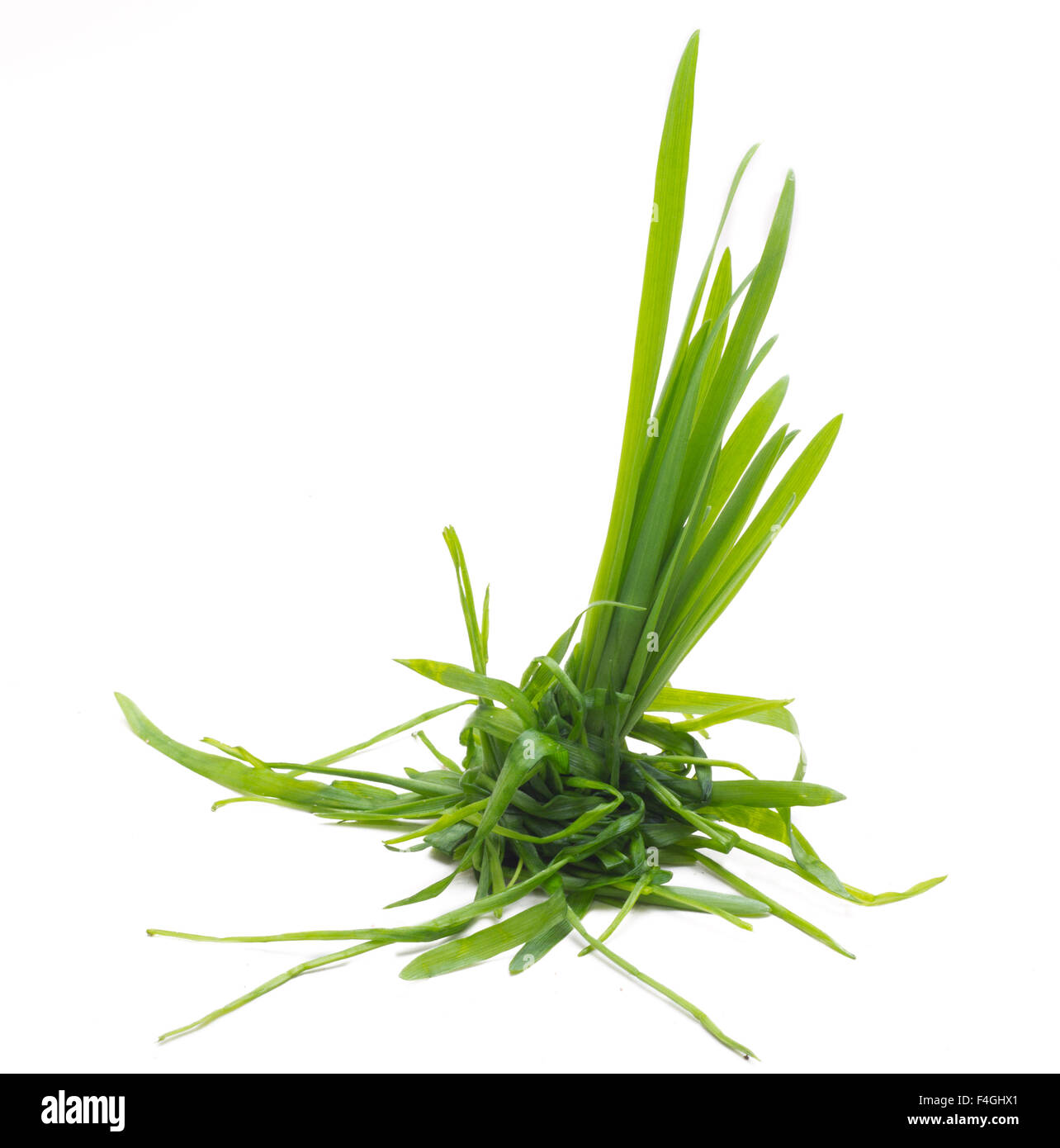 Grass bunch on a white background close up Stock Photo - Alamy