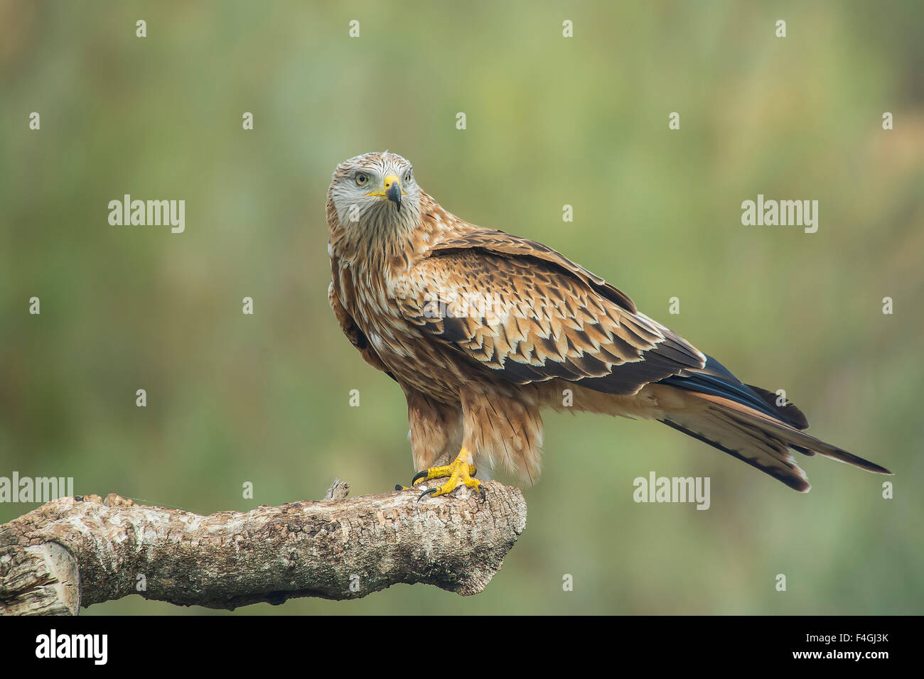 red kite, milvus milvus Stock Photo - Alamy