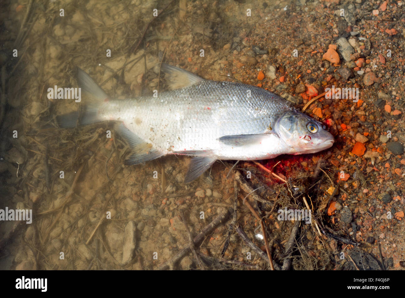 Dying Of Fish High Resolution Stock Photography and Images - Alamy