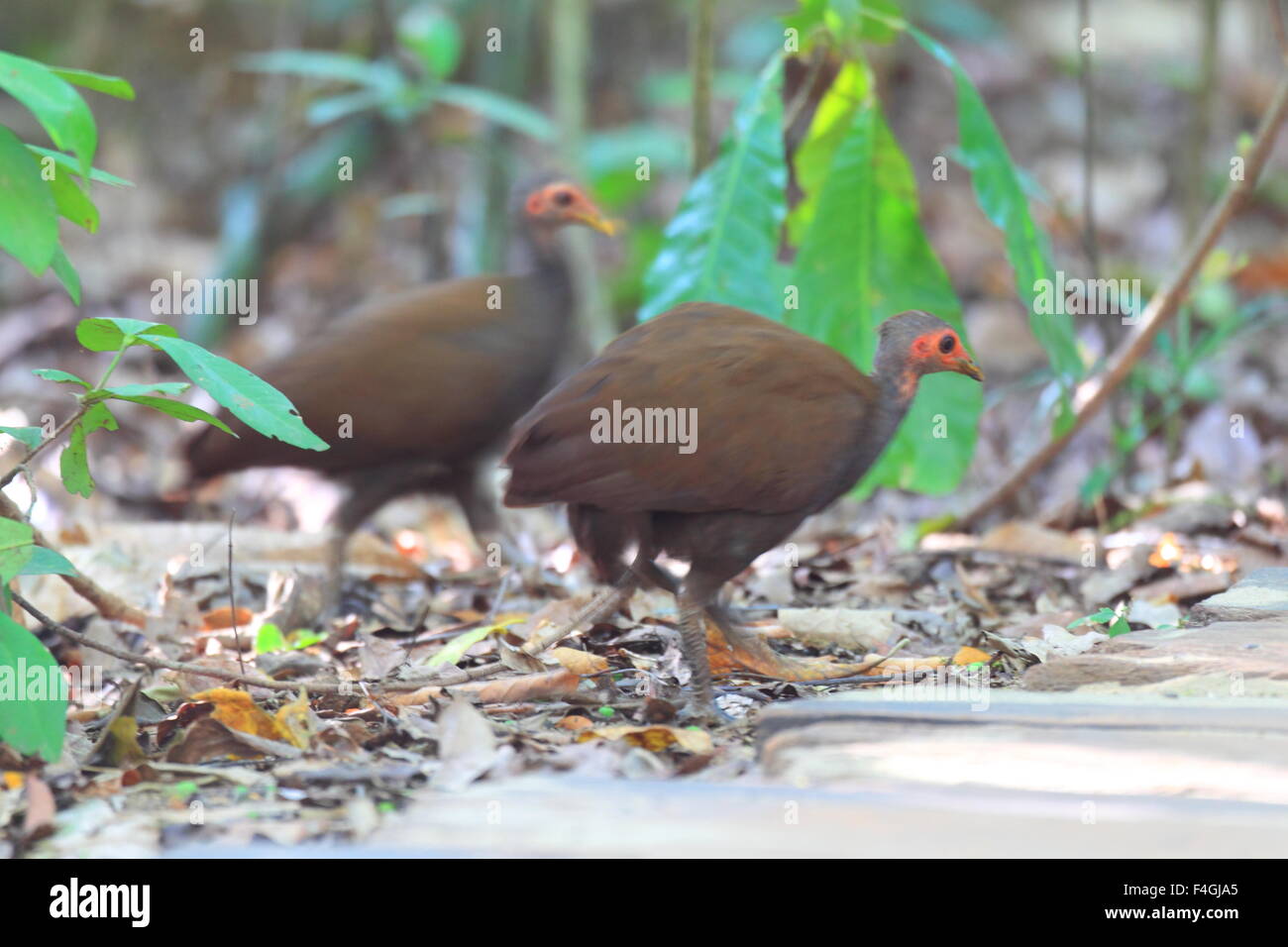Megapode bird hi-res stock photography and images - Alamy