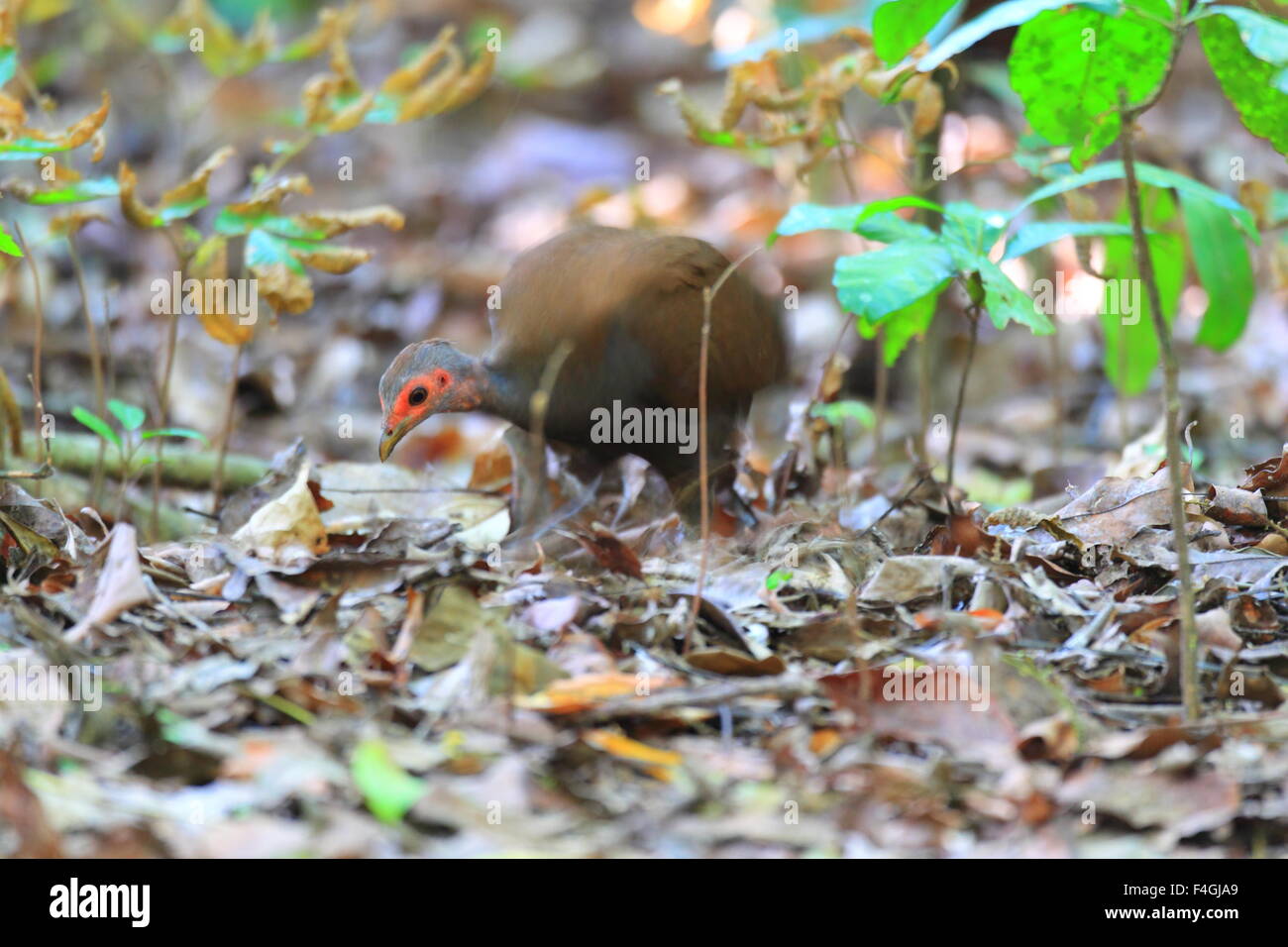 Philippine megapode hi-res stock photography and images - Alamy