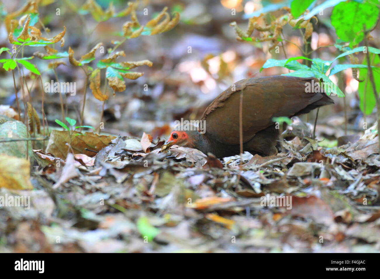 Philippine megapode hi-res stock photography and images - Alamy