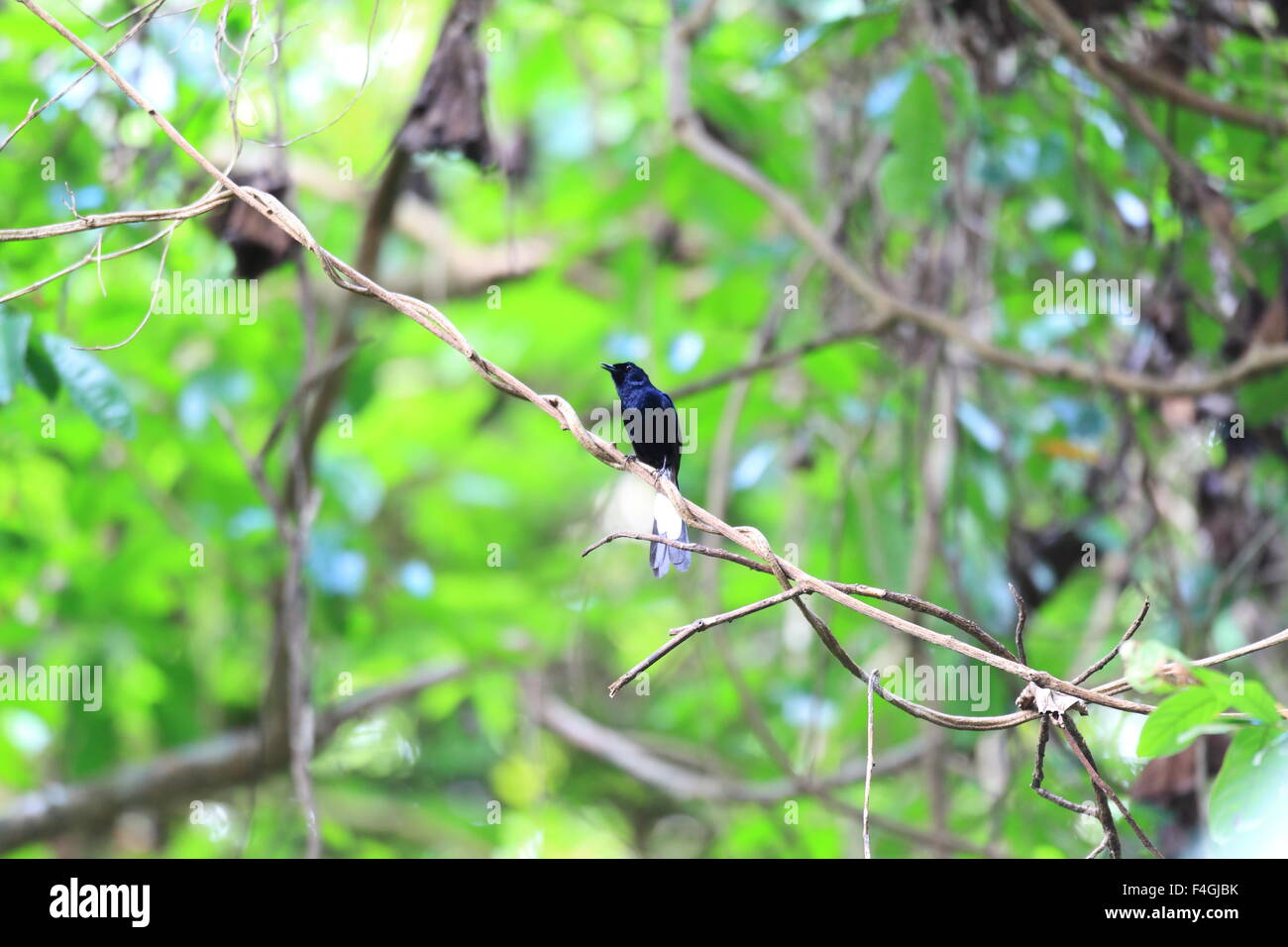 Shama bird hi-res stock photography and images - Alamy