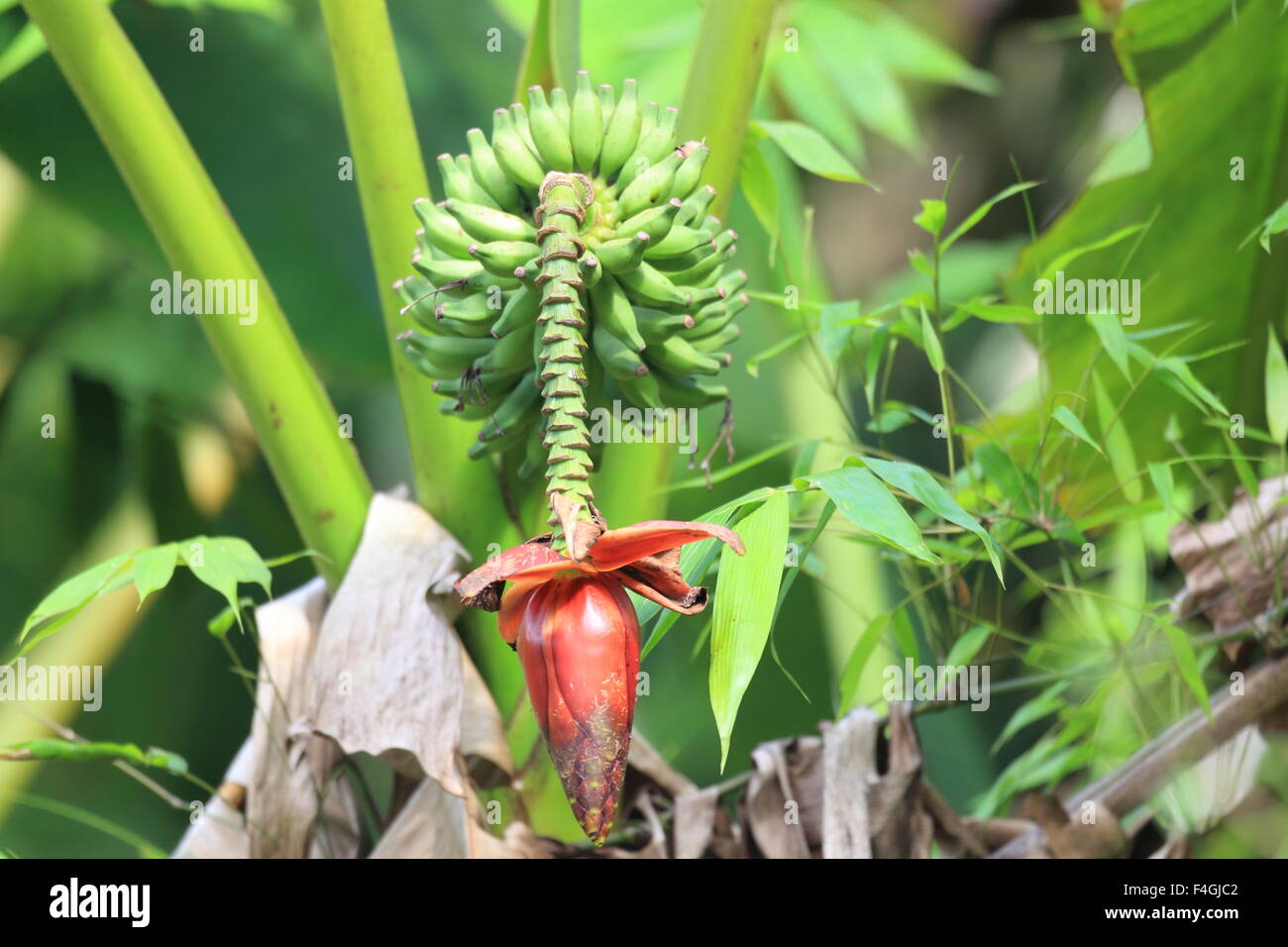 Tropical fruit banana hi-res stock photography and images - Alamy