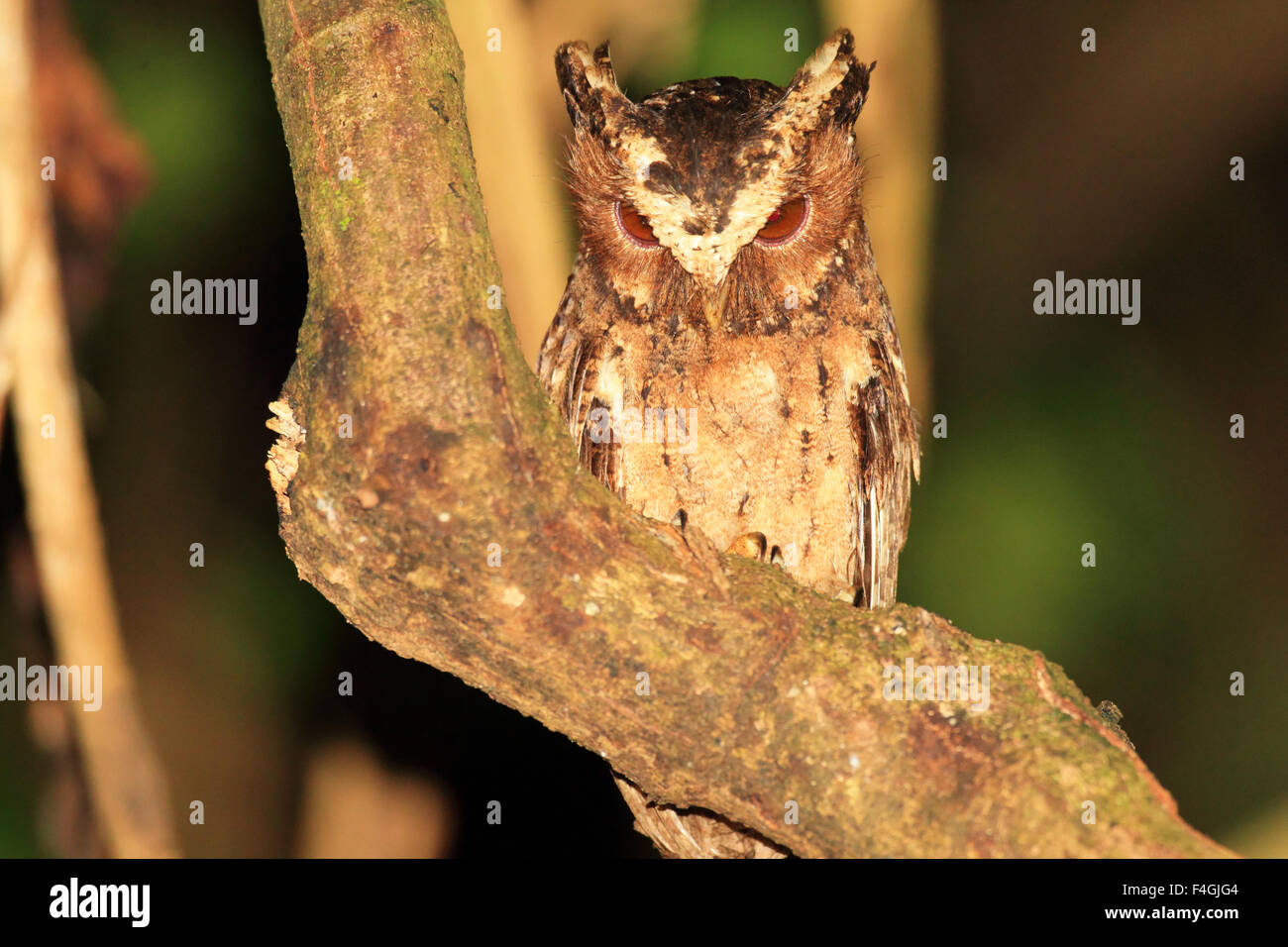 Palawan Scops Owl (Otus fuliginosus) in Palawan Island, Philippines ...