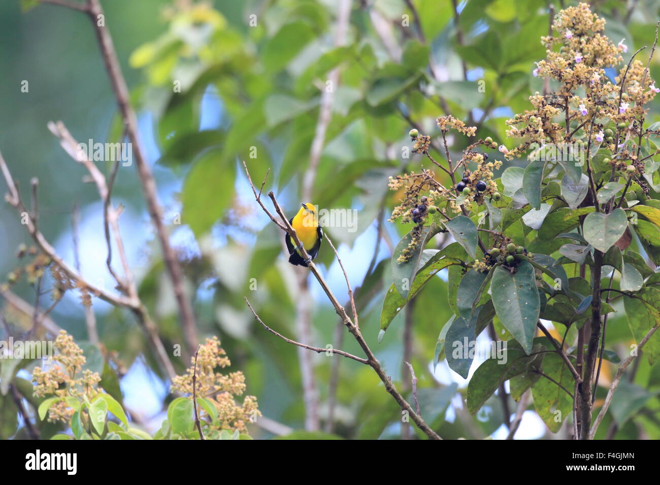 Common Iora (Aegithina tiphia) in Palawan, Philippines Stock Photo - Alamy