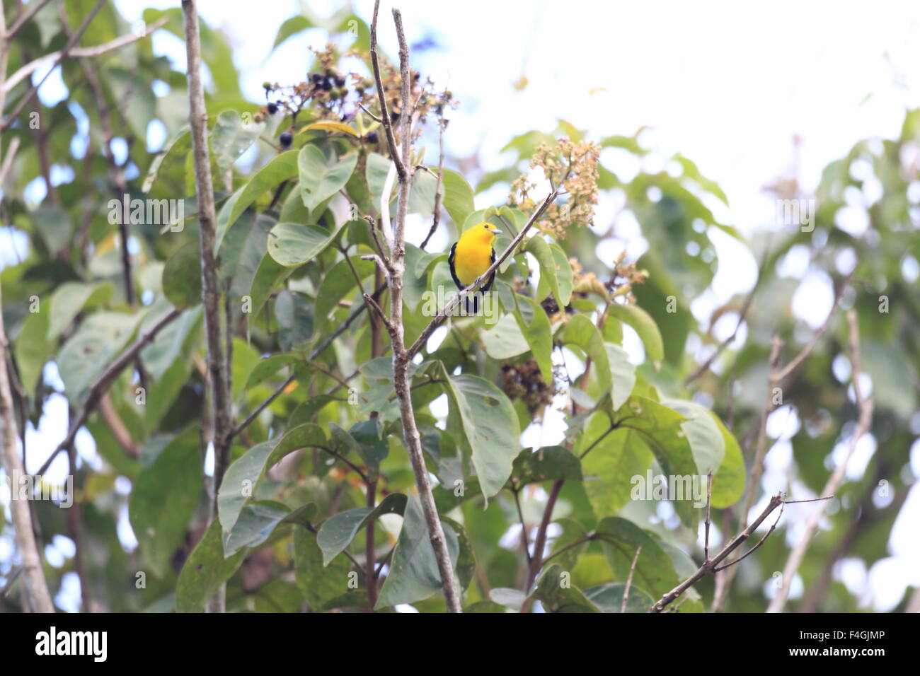 Common Iora (Aegithina tiphia) in Palawan, Philippines Stock Photo - Alamy