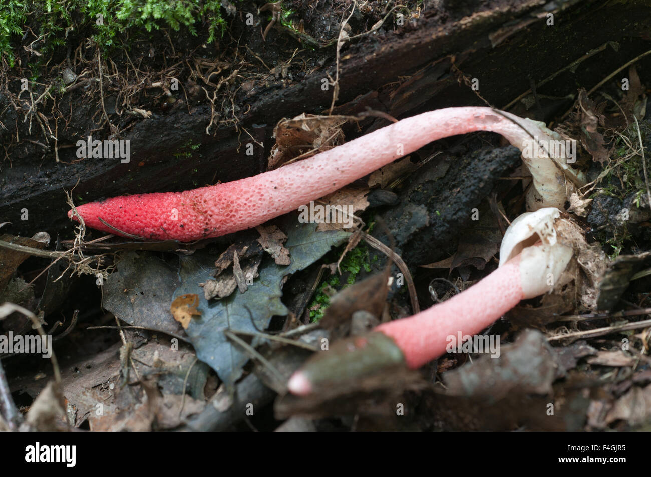 Mutinus ravenelii hi-res stock photography and images - Alamy