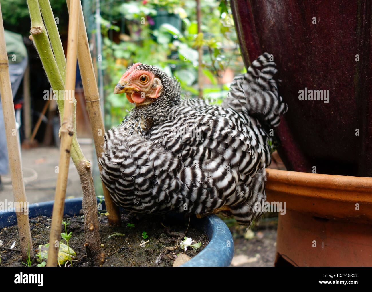 Female chicken hi-res stock photography and images - Alamy