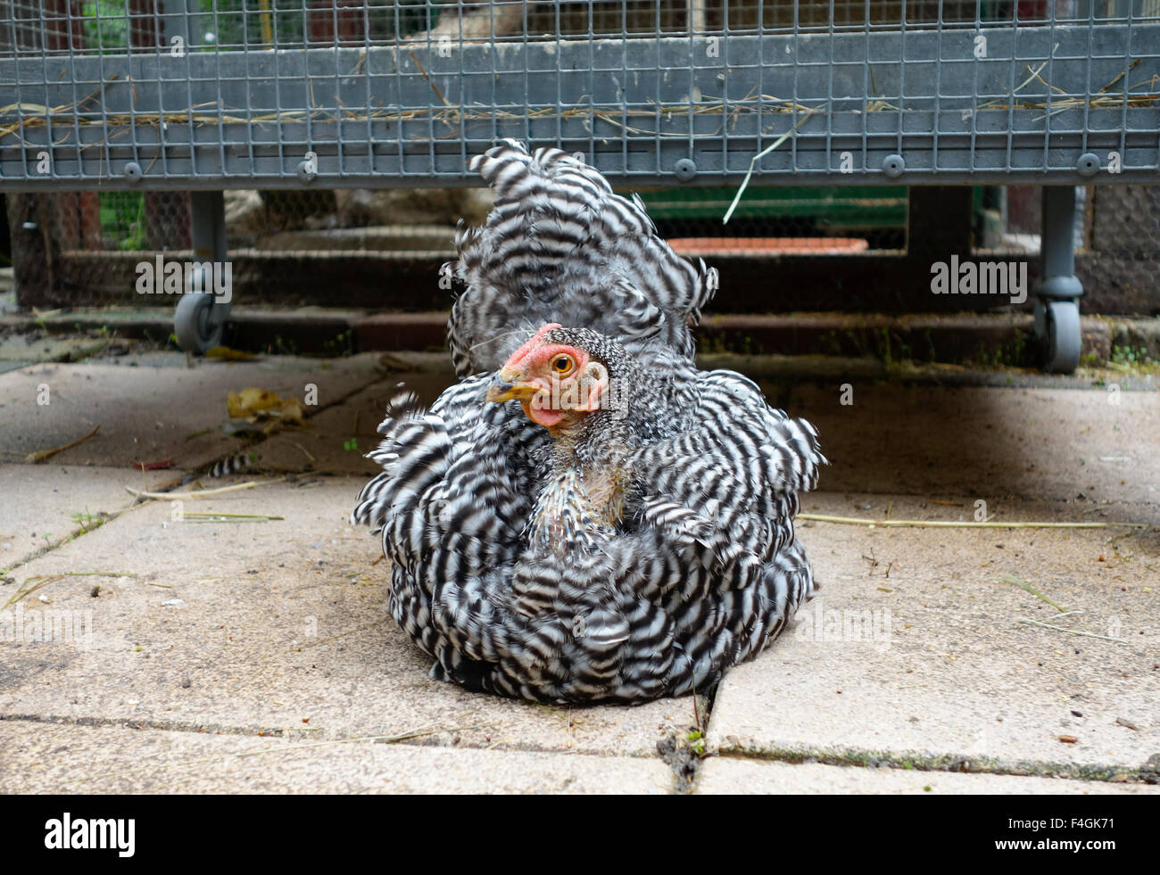 Hen, female chicken, sitting on ground, in garden setting Stock Photo ...
