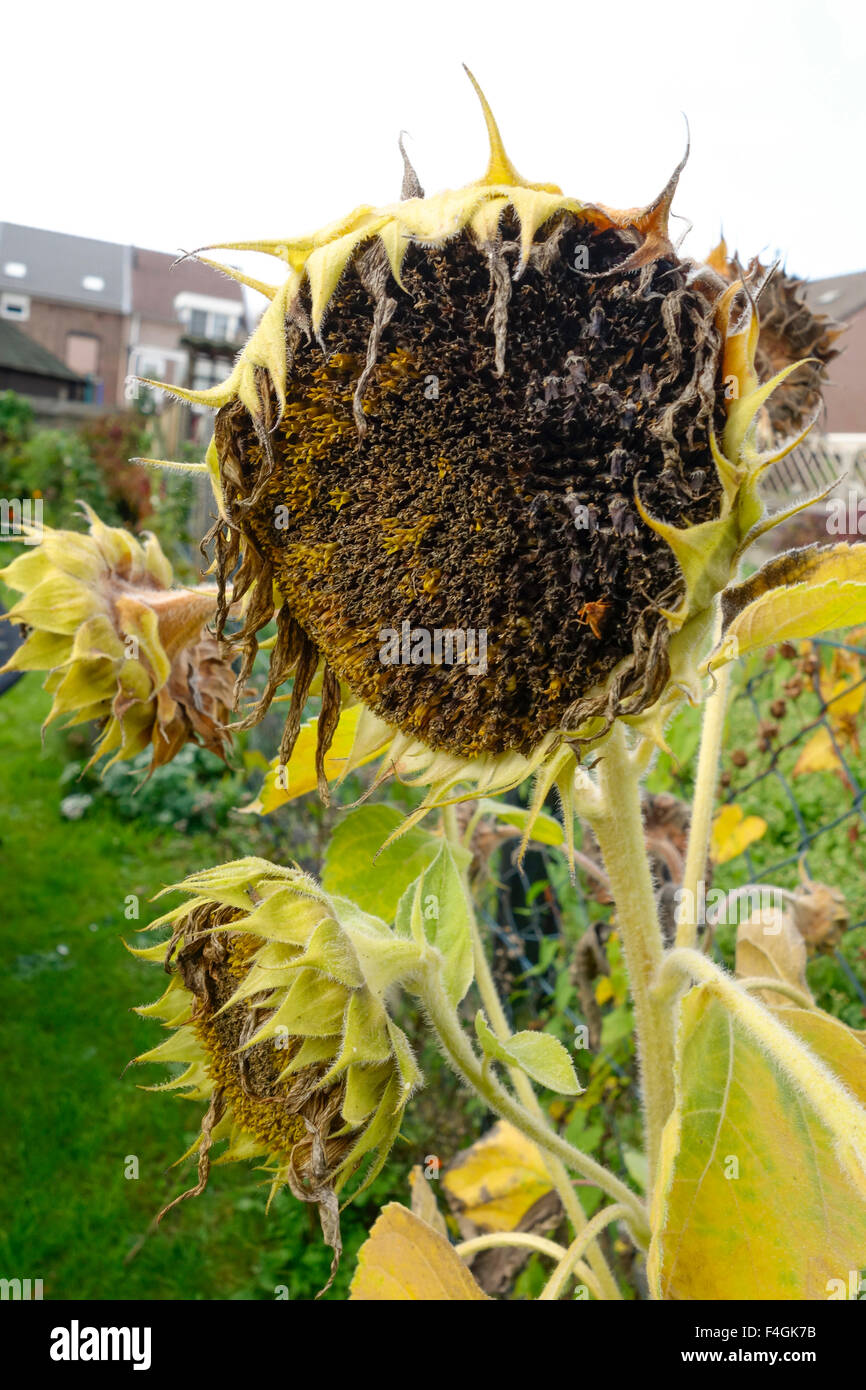 Sunflowers in urban Autumn garden Stock Photo - Alamy