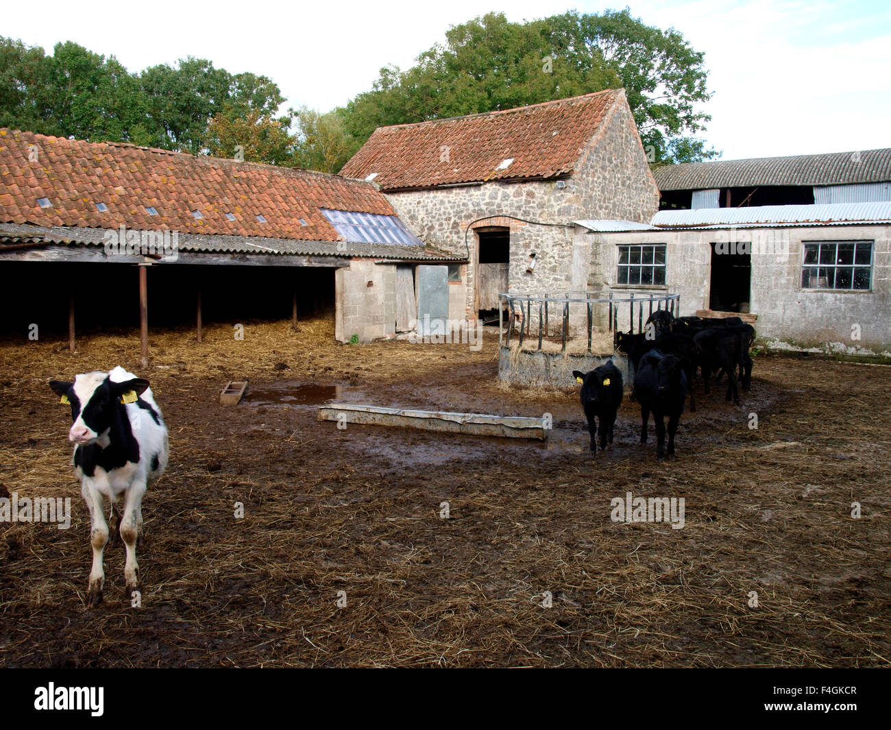 Uk farmyard animals hi-res stock photography and images - Alamy