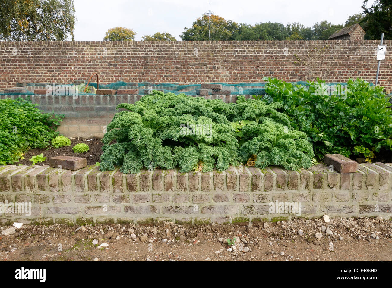 Rolduc medieval abbey, curly cabbage, parsley, vegetable garden ...