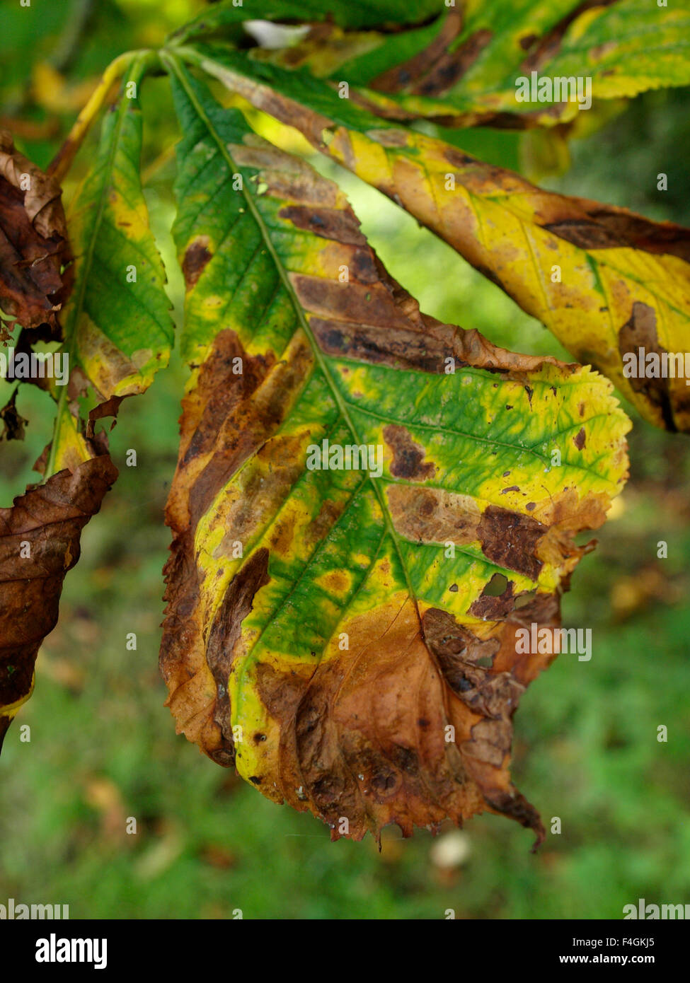 Changing colour hi-res stock photography and images - Alamy