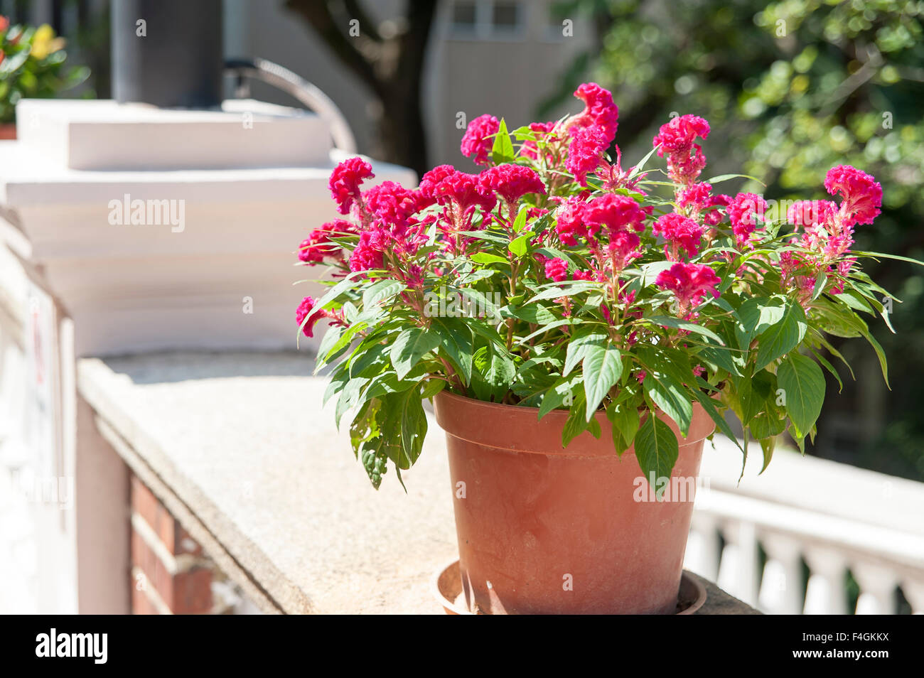 A pot of flower under summar sun light Stock Photo - Alamy