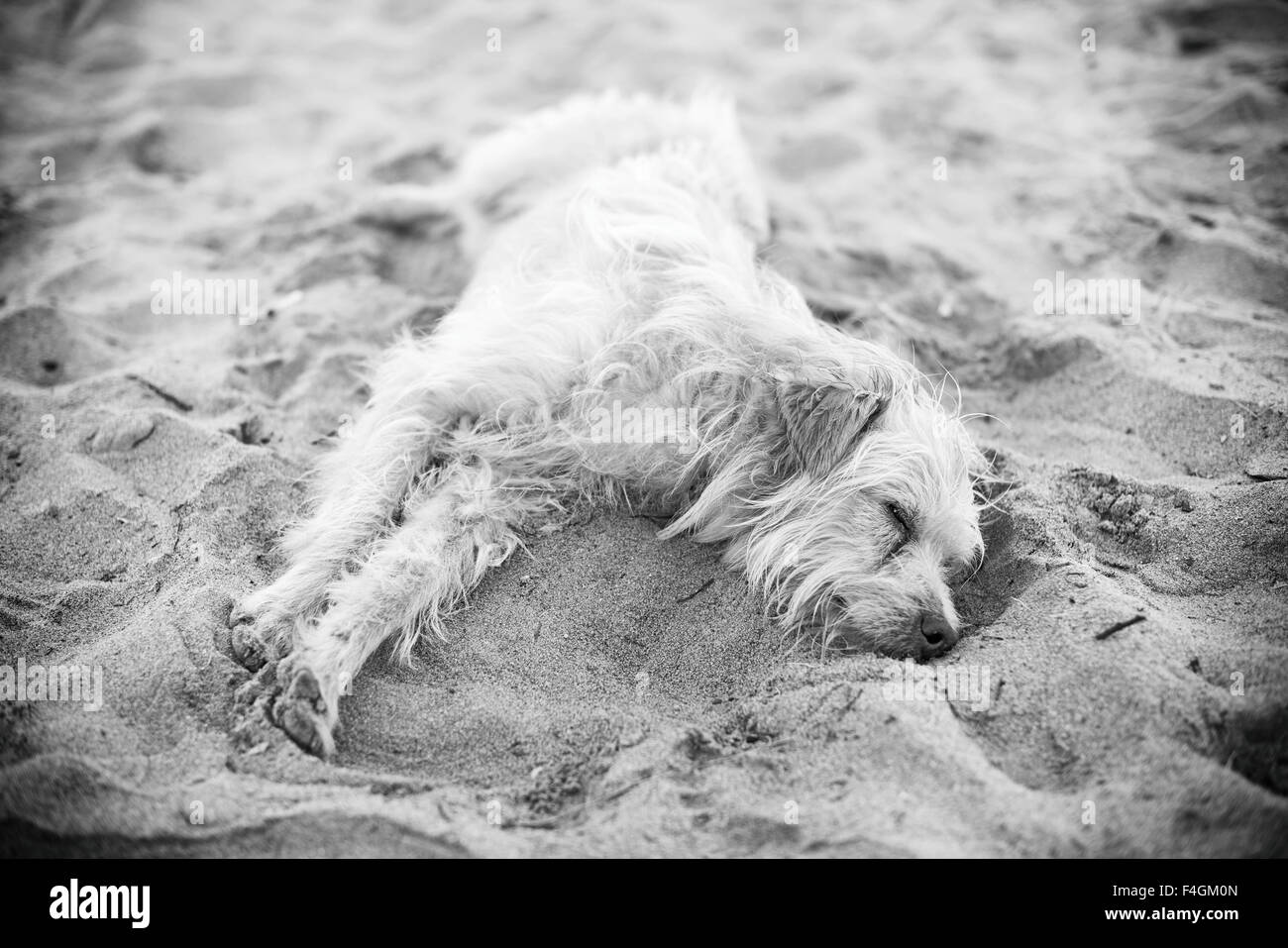Tired stray hi-res stock photography and images - Alamy