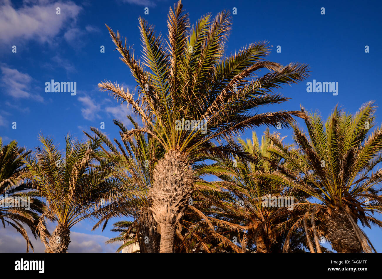 Green Palm Canarian Tree Stock Photo - Alamy