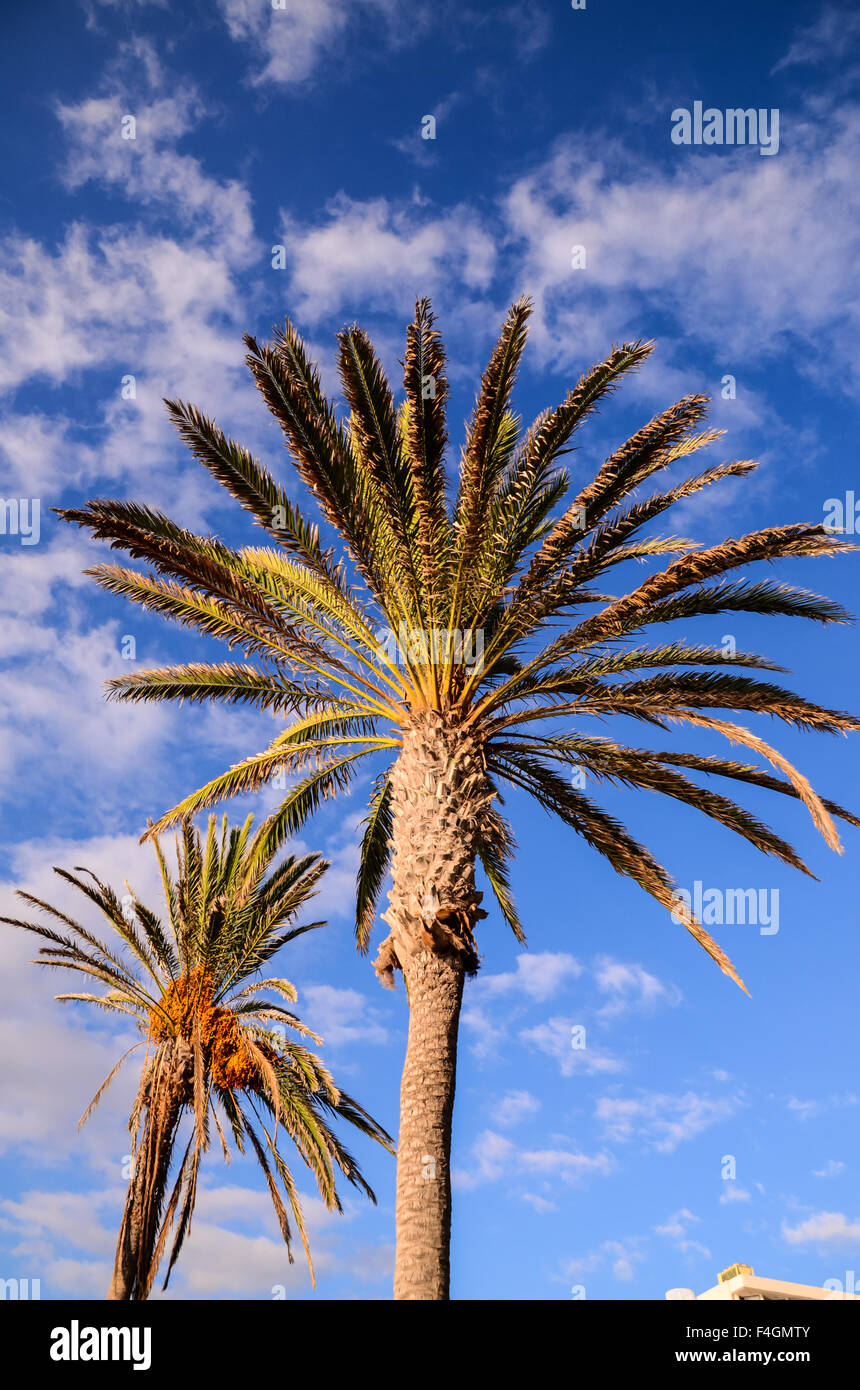 Green Palm Canarian Tree Stock Photo - Alamy