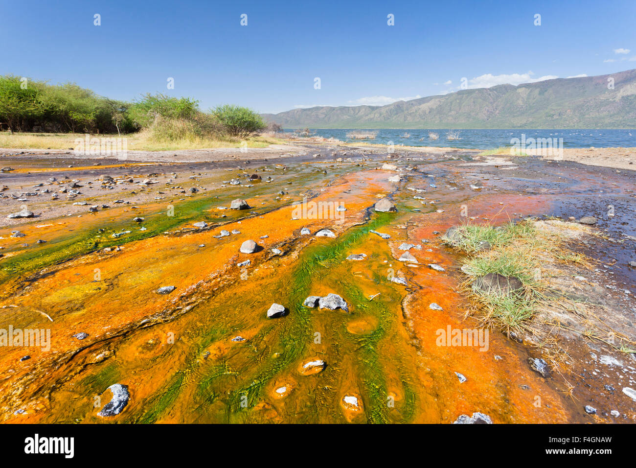Hot springs algae hi-res stock photography and images - Alamy