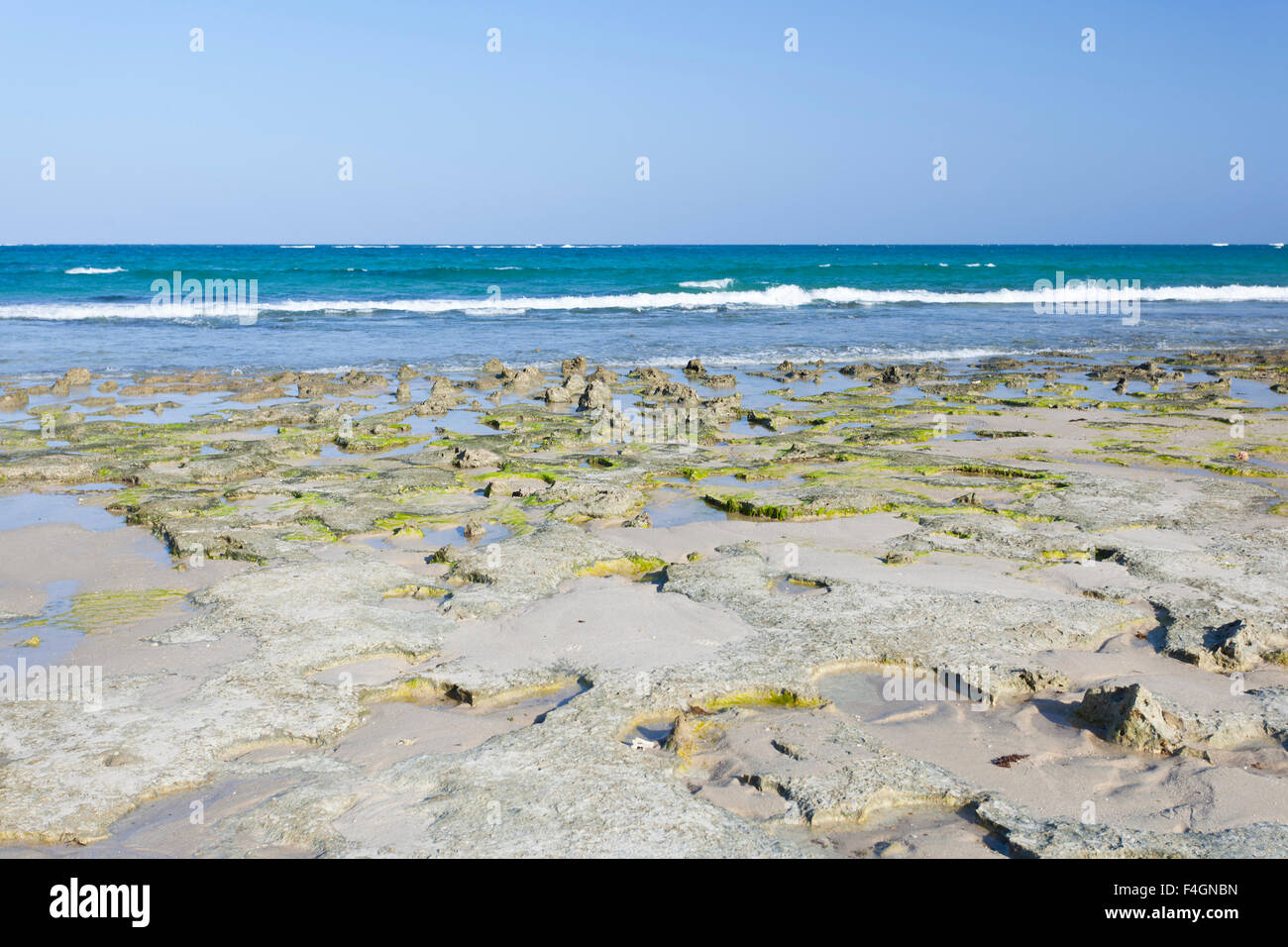 Algae covered coral blocks at Diani Beach near Ukunda, Kenya Stock ...