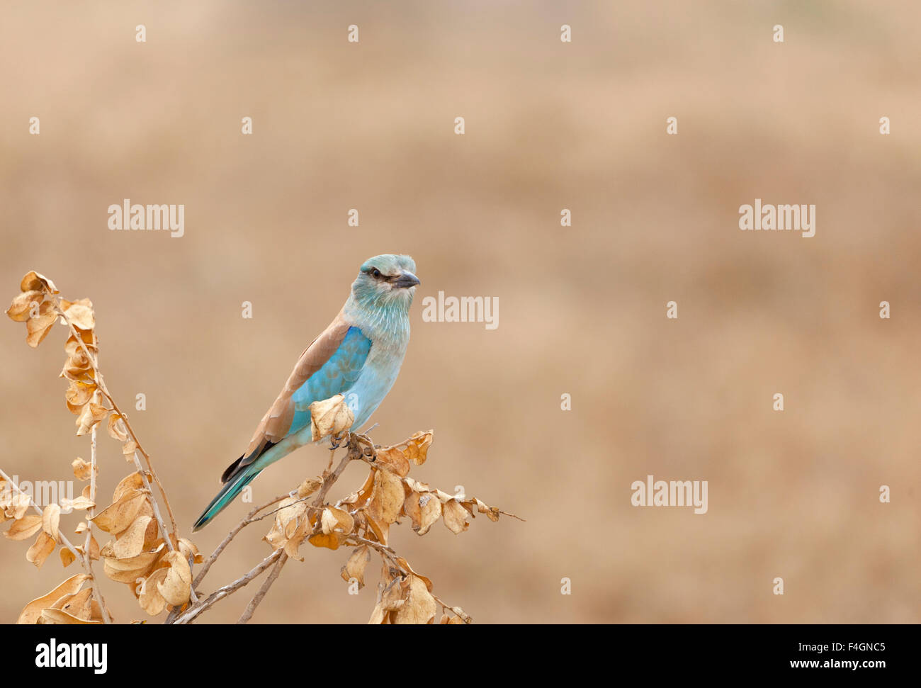 East africa roller hi-res stock photography and images - Alamy