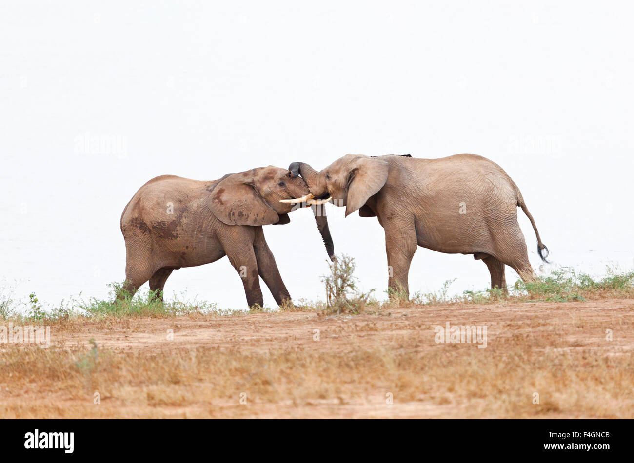 African Elephant Fighting