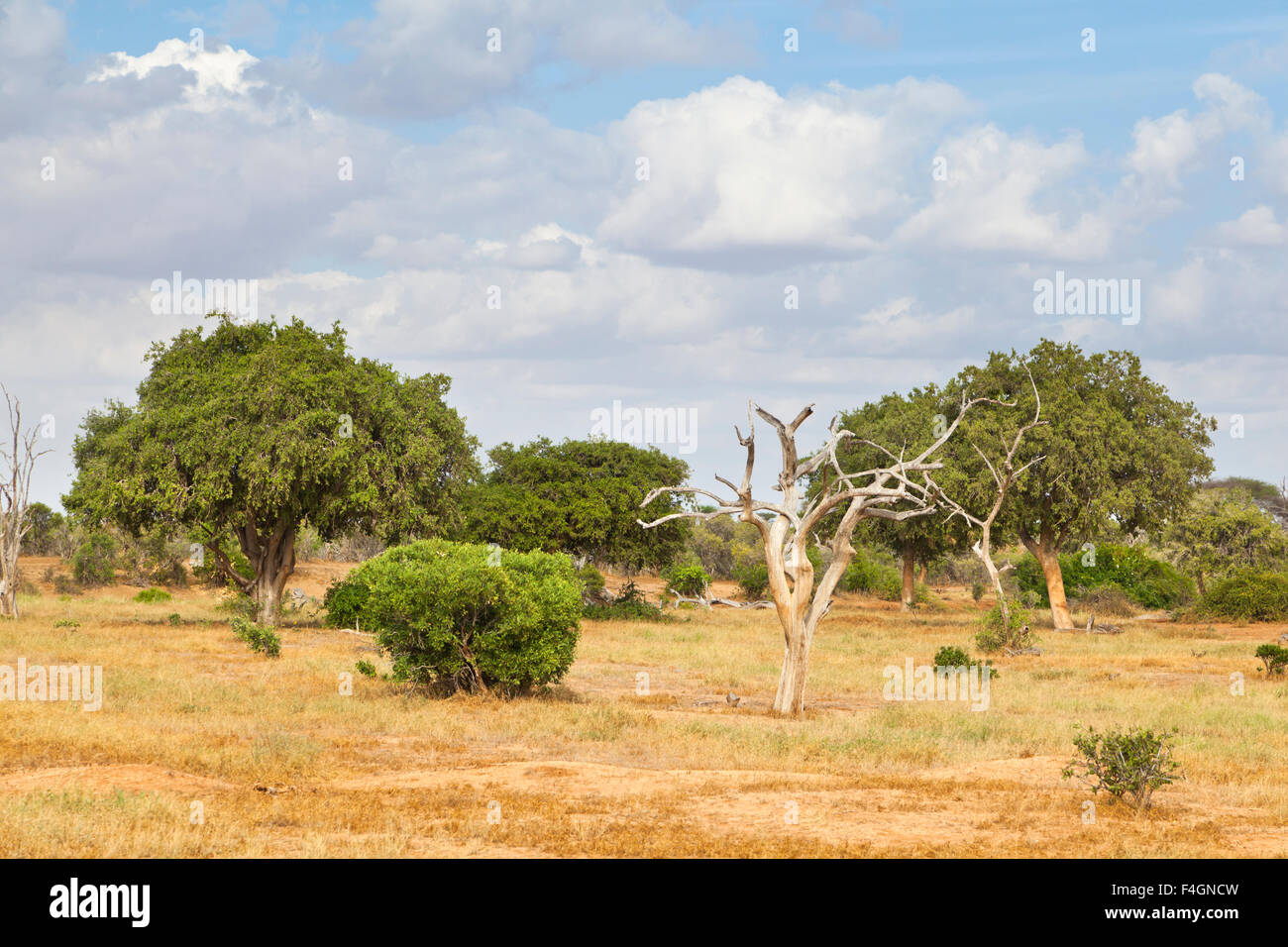 Savanna landscape hi-res stock photography and images - Alamy