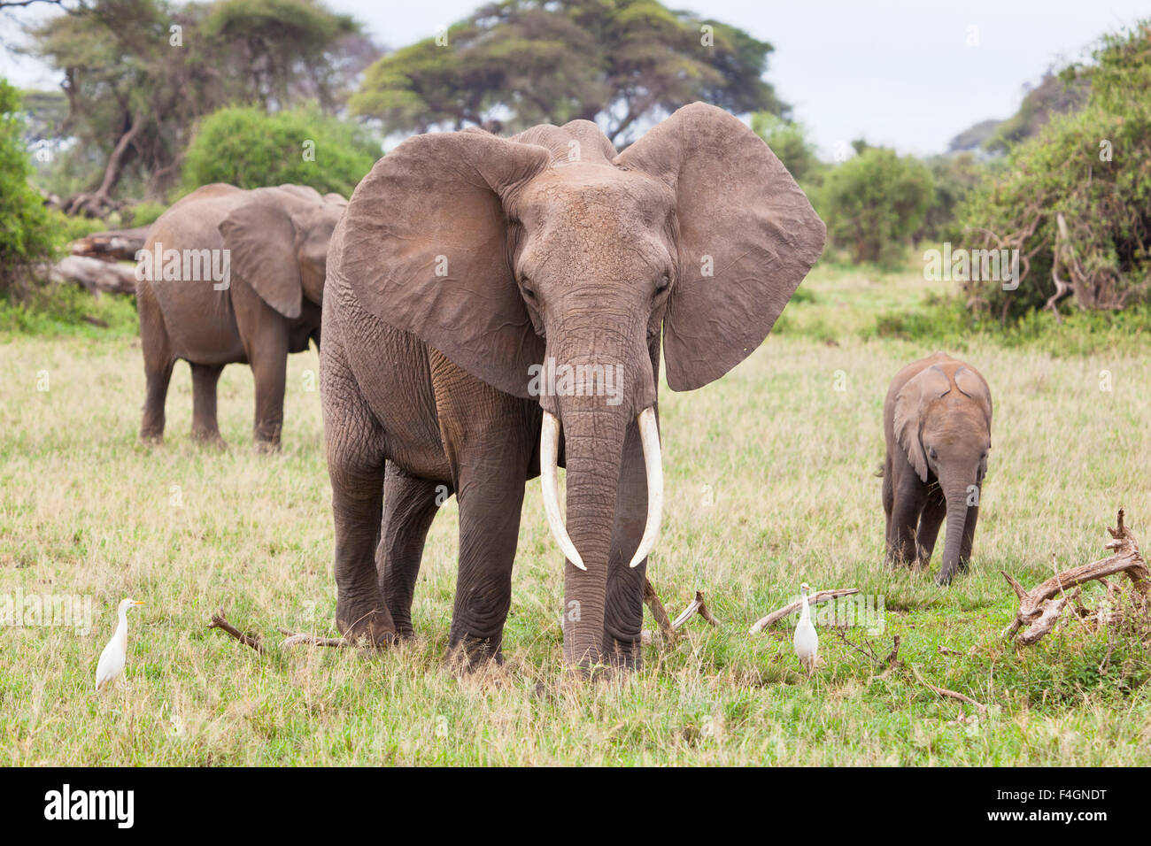 A family of African Elephants in Amboseli National Park in Kenya Stock ...