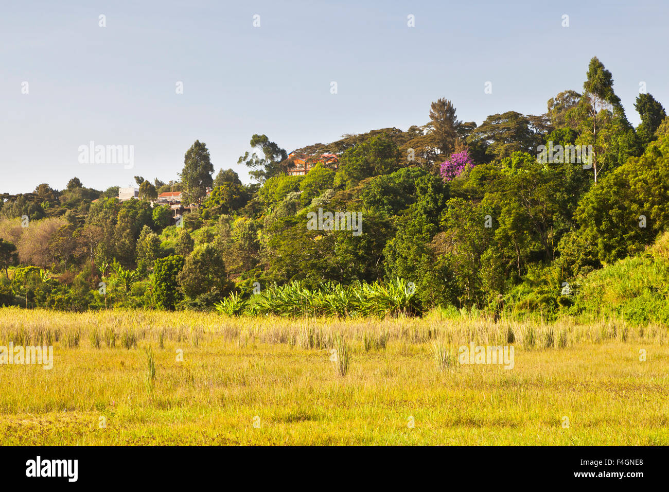 The famous Ondiri Swamp in Kikuyu near Nairobi in Kenya. The floating ...