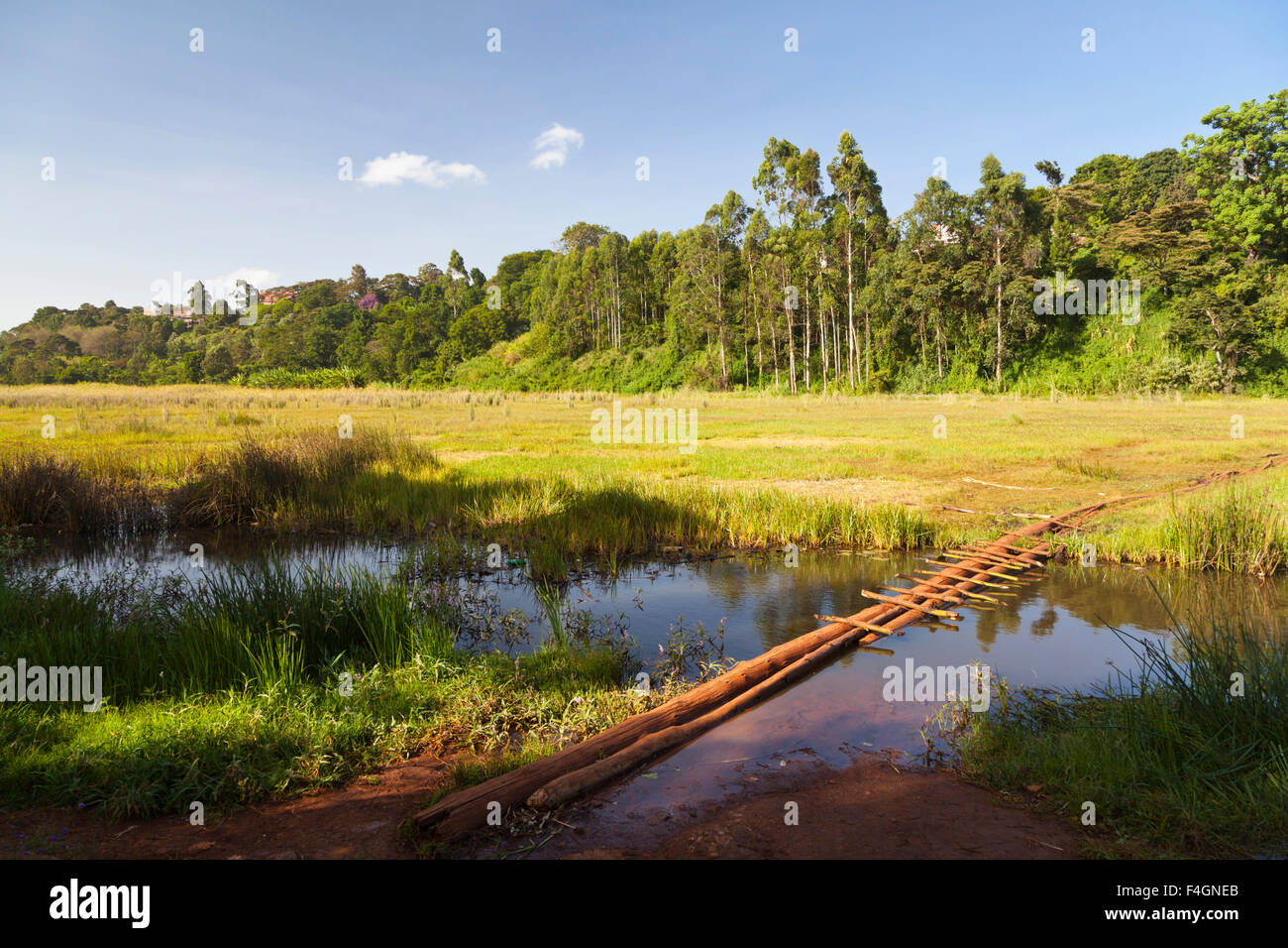 The famous Ondiri Swamp in Kikuyu near Nairobi in Kenya. The floating ...