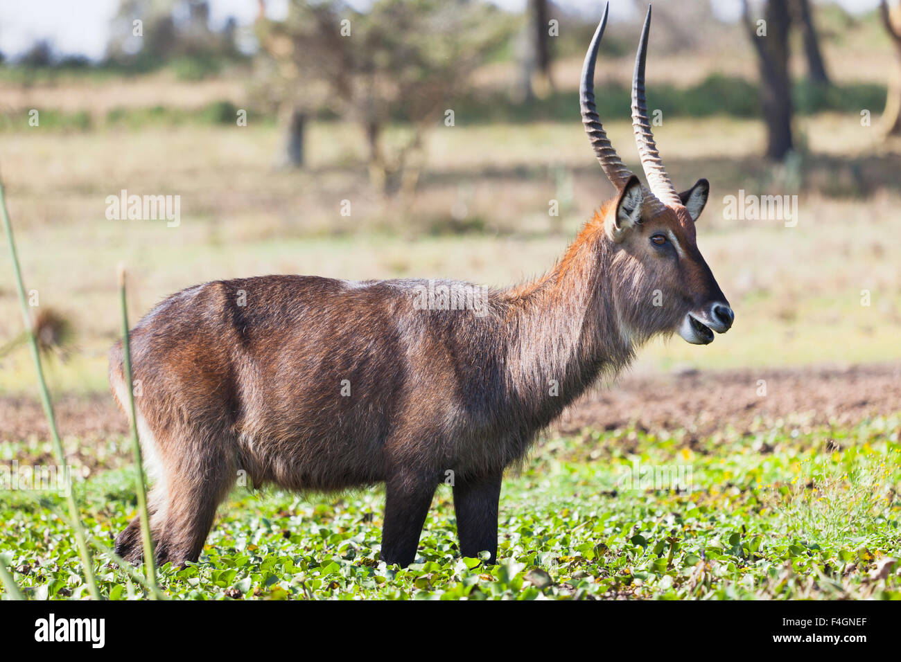 A Waterbuck at Lake Naivasha in Kenya Stock Photo - Alamy