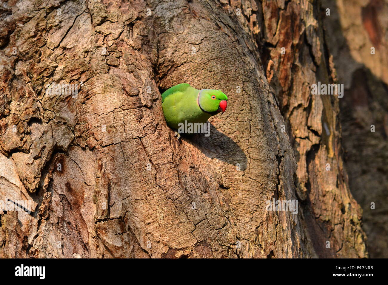 Rose Ringed Parakeet Stock Photo - Alamy