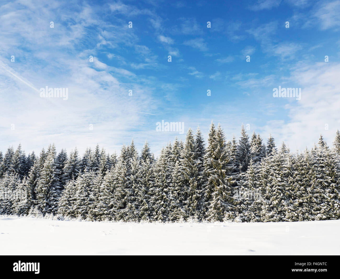 Wonderland forest hi-res stock photography and images - Alamy