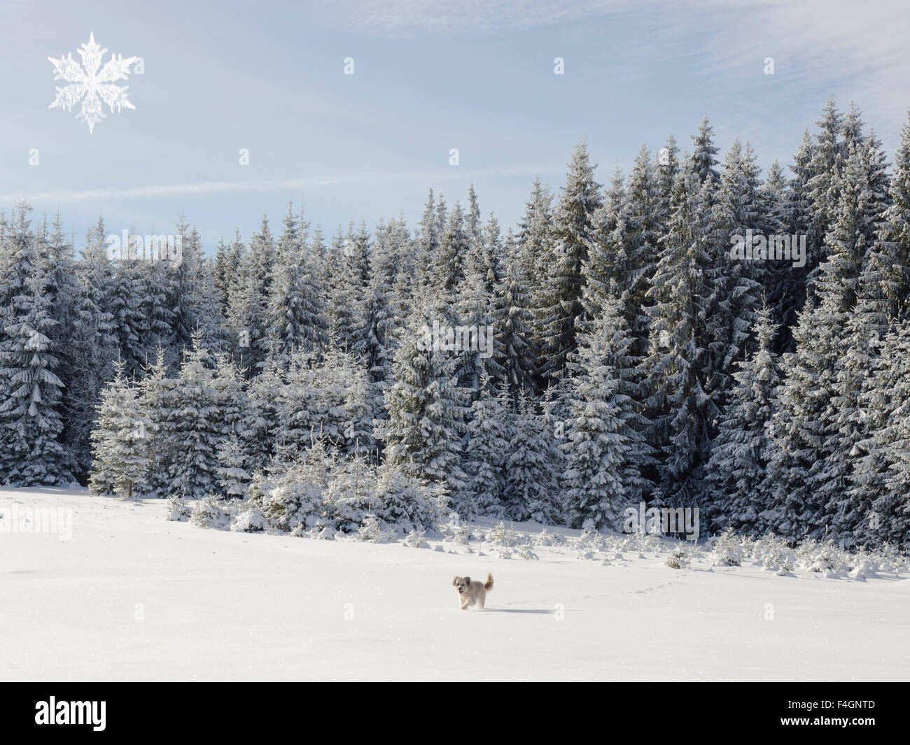 Winter and dog hi-res stock photography and images - Alamy