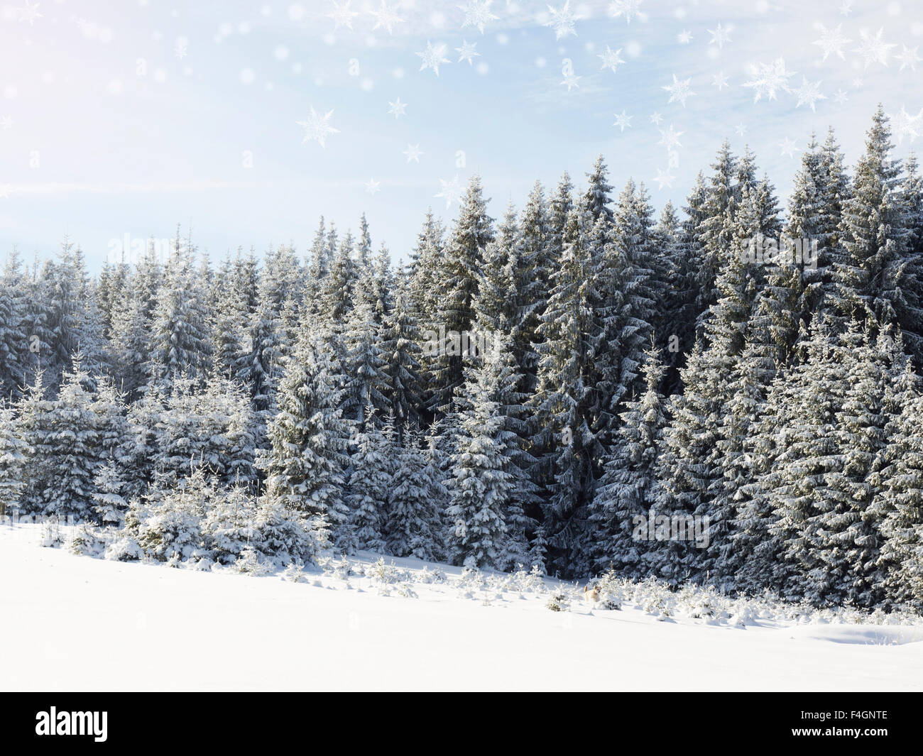 Wonderland forest hi-res stock photography and images - Alamy