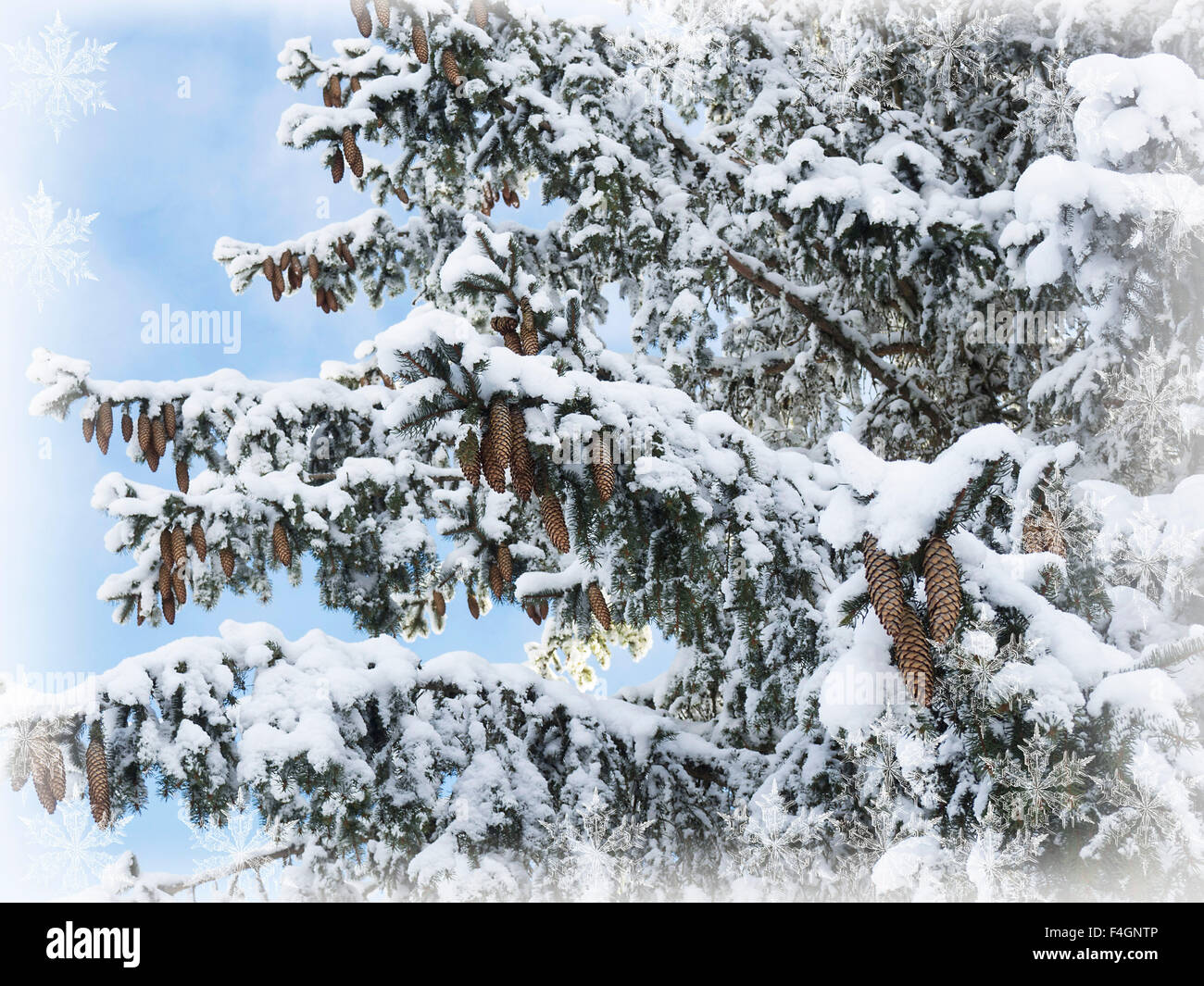 snowy fir tree Stock Photo - Alamy