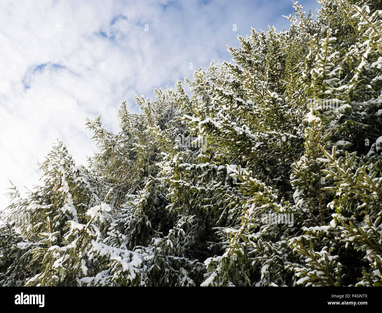 Wonderful winter scene hi-res stock photography and images - Alamy