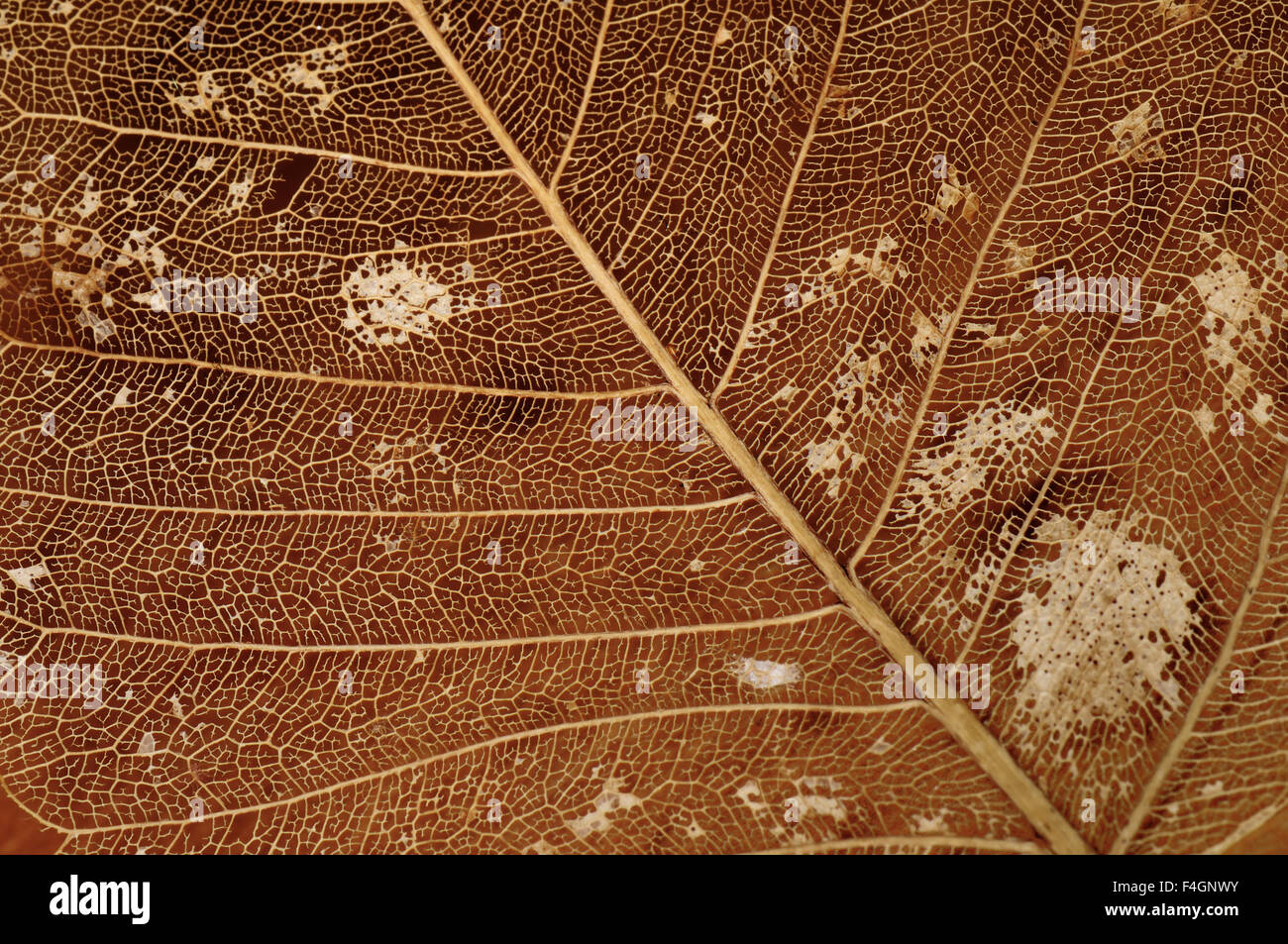 Abstract detail of dried leaf pattern with veins Stock Photo - Alamy