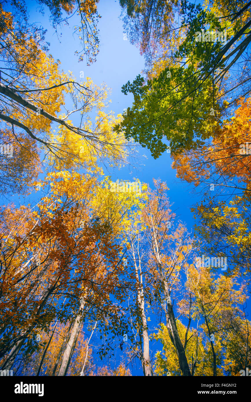 Late summer-fall view of sun shining through canopy of tall trees with ...