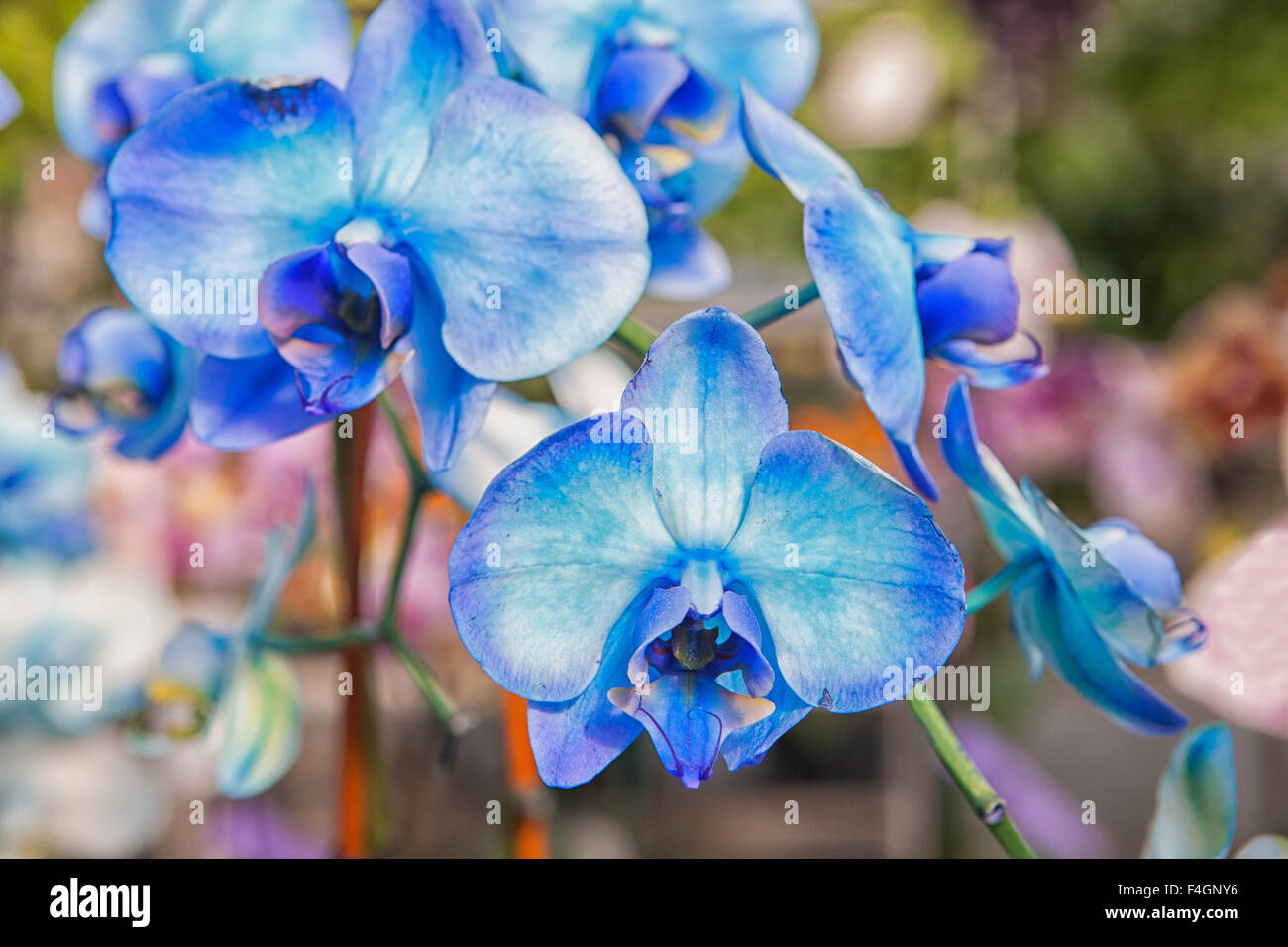 Close up of blue orchid flower stem in full blossom Stock Photo - Alamy