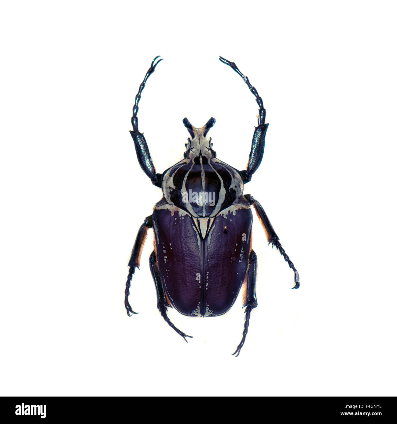 Goliathus goliathus goliath beetle Cut Out Stock Images & Pictures - Alamy