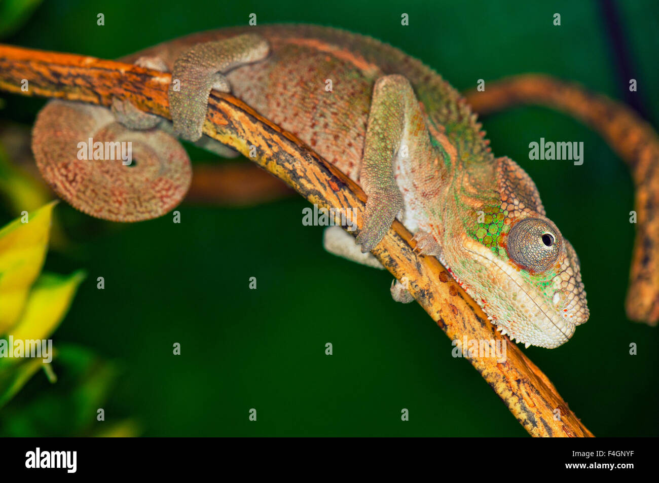 Portrait chameleon forest dragon on hi-res stock photography and images ...