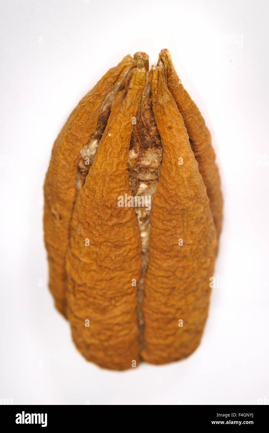 Detail of cuban ceiba tree seed isolated over white Stock Photo - Alamy