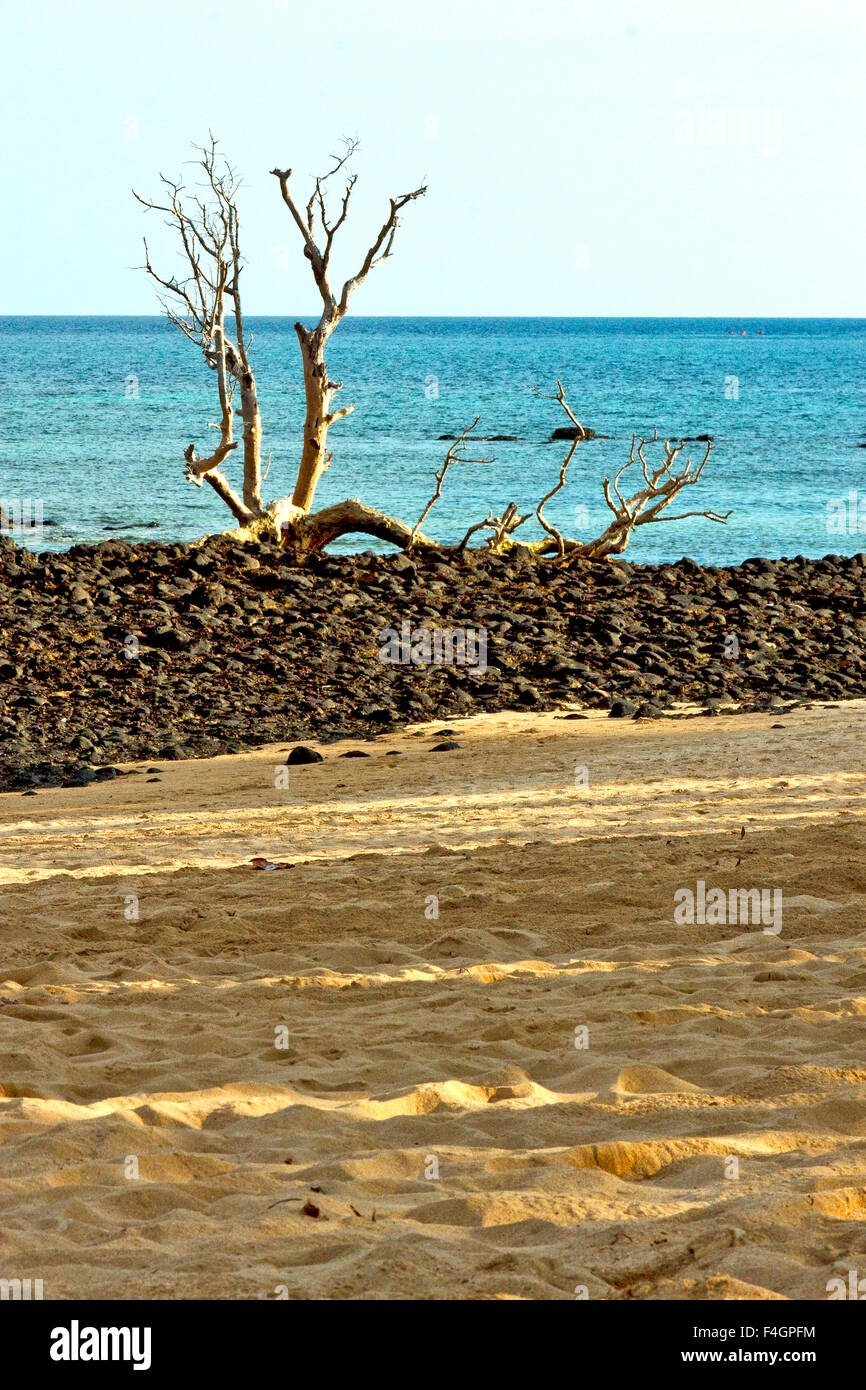 dead tree andilana beach seaweed in indian ocean madagascar sand isle ...