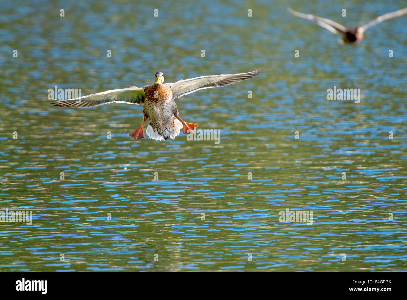 Duck landing on water Stock Photo - Alamy